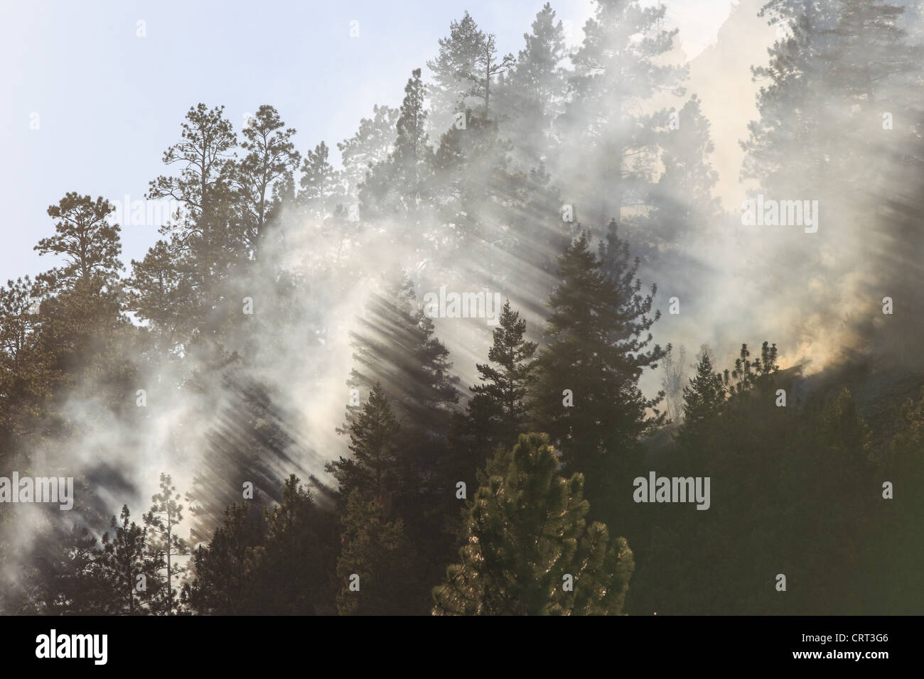 Smoke hangs in the trees during a forest fire near Bonner, Montana, USA ...