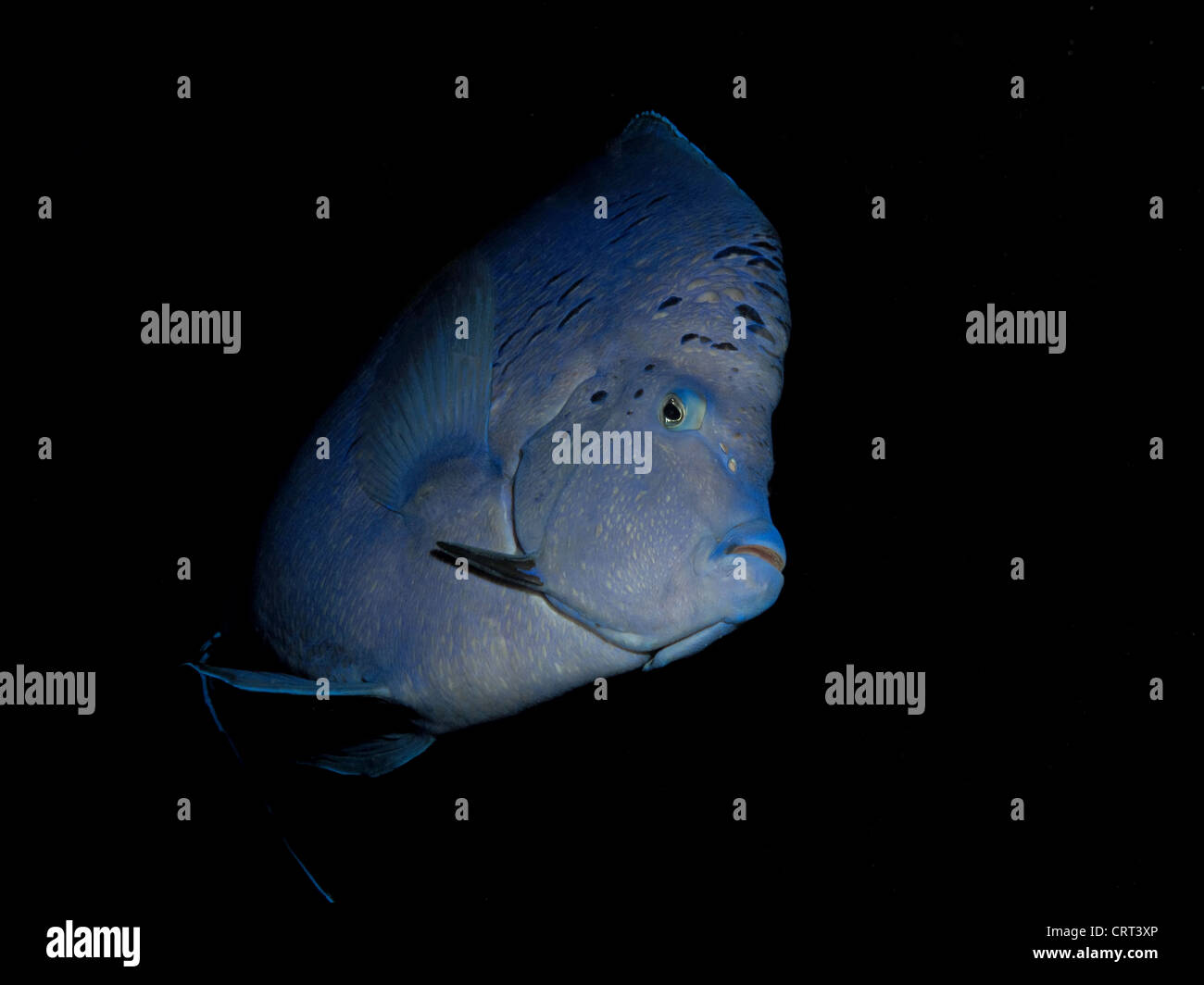 Yellowbar Angelfish (Pomacanthus maculosus Stock Photo - Alamy