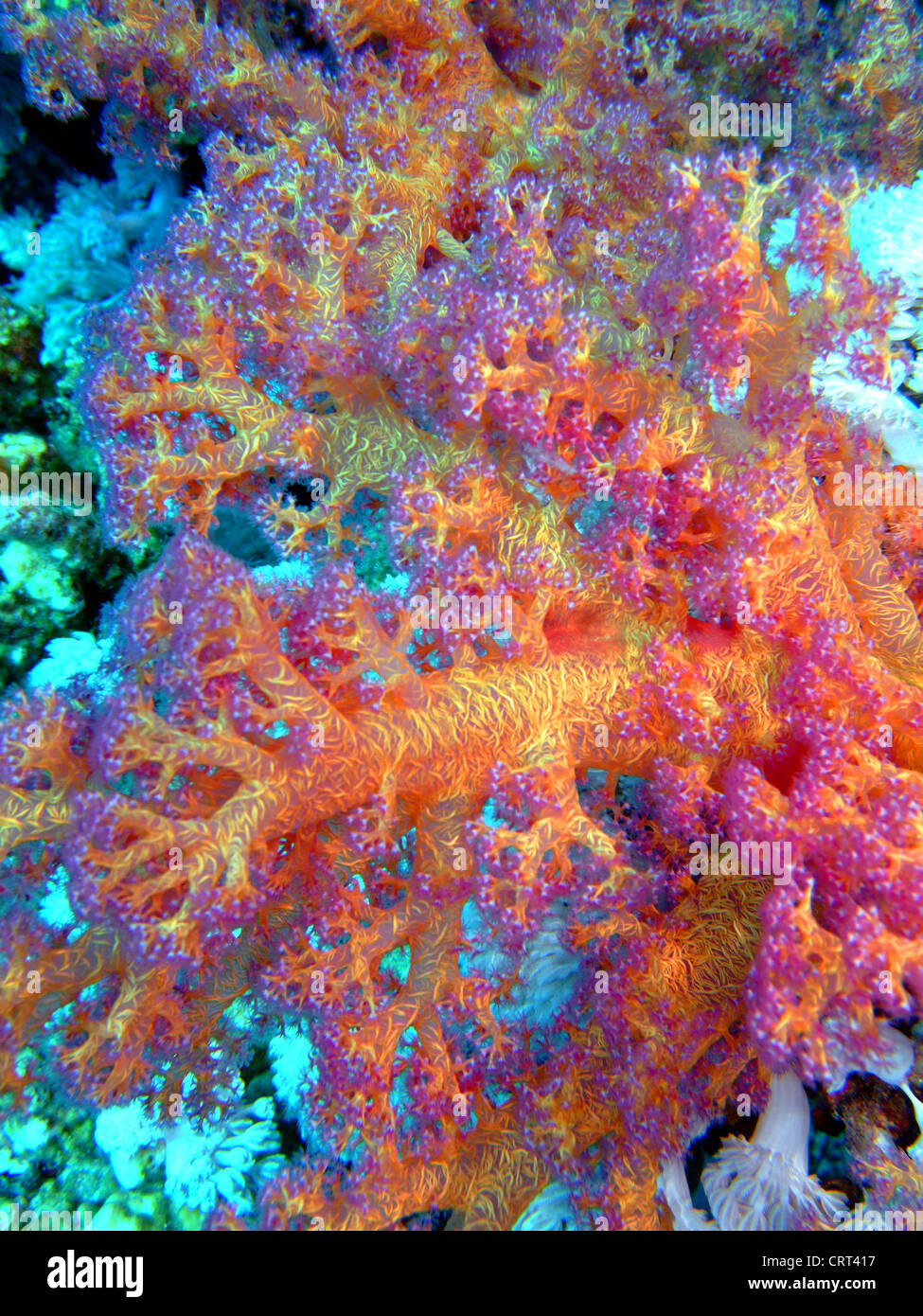 Coral polyps hi-res stock photography and images - Alamy