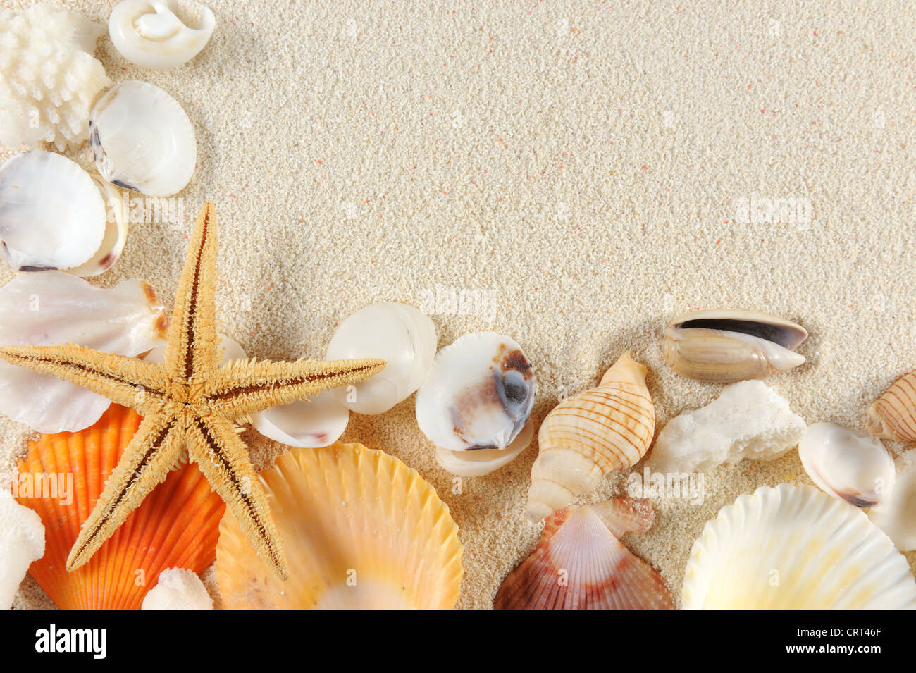 Group of seashells, starfishes on the sand Stock Photo - Alamy