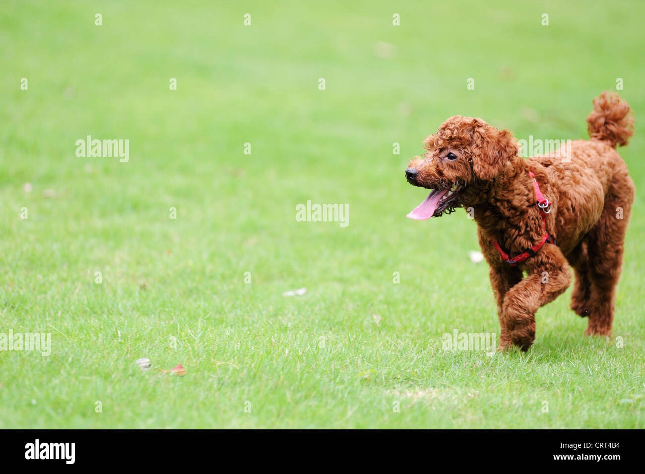 Red poodle dog running on the lawn Stock Photo - Alamy