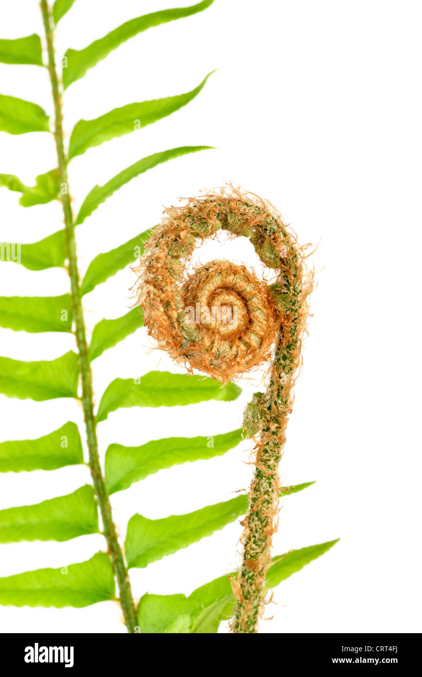 Fern Fiddlehead High Resolution Stock Photography and Images - Alamy