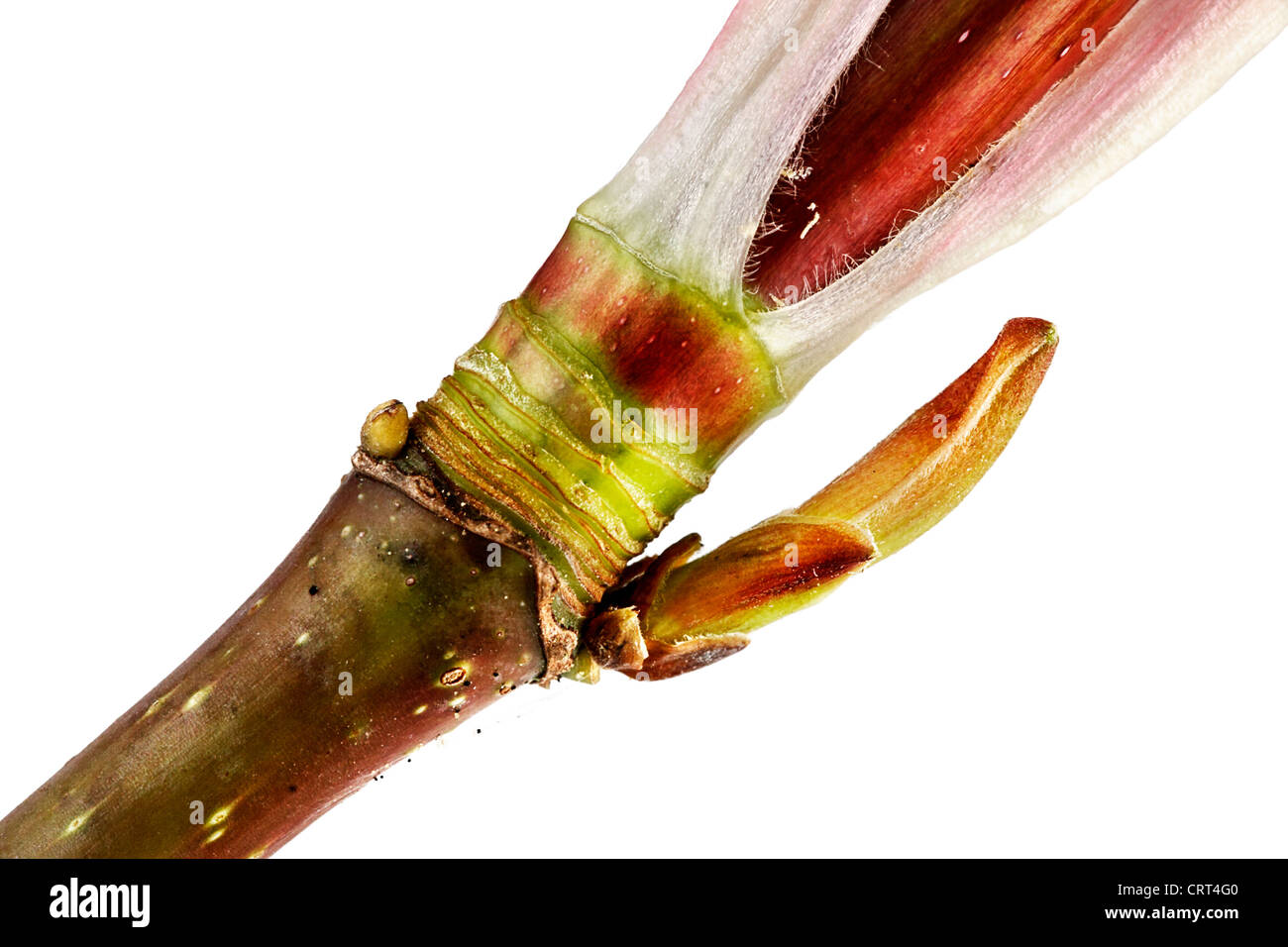 Scale Bud High Resolution Stock Photography and Images - Alamy