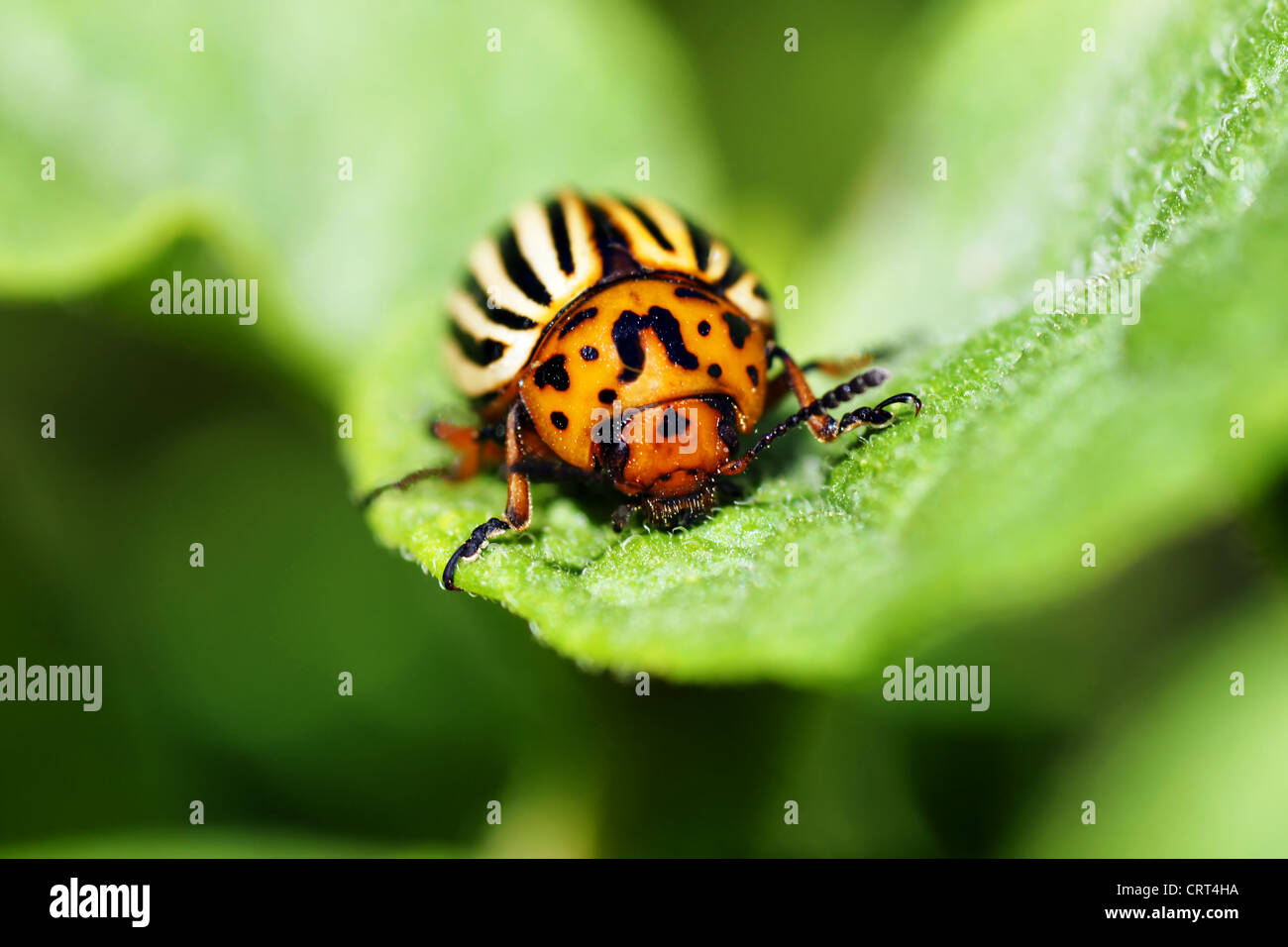 Cute beetle hi-res stock photography and images - Alamy