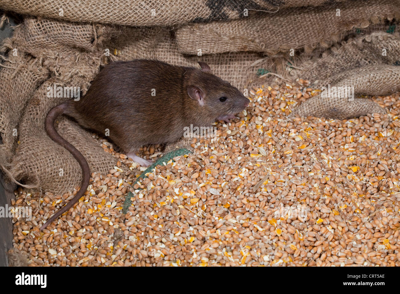 Rat damage hi-res stock photography and images - Alamy
