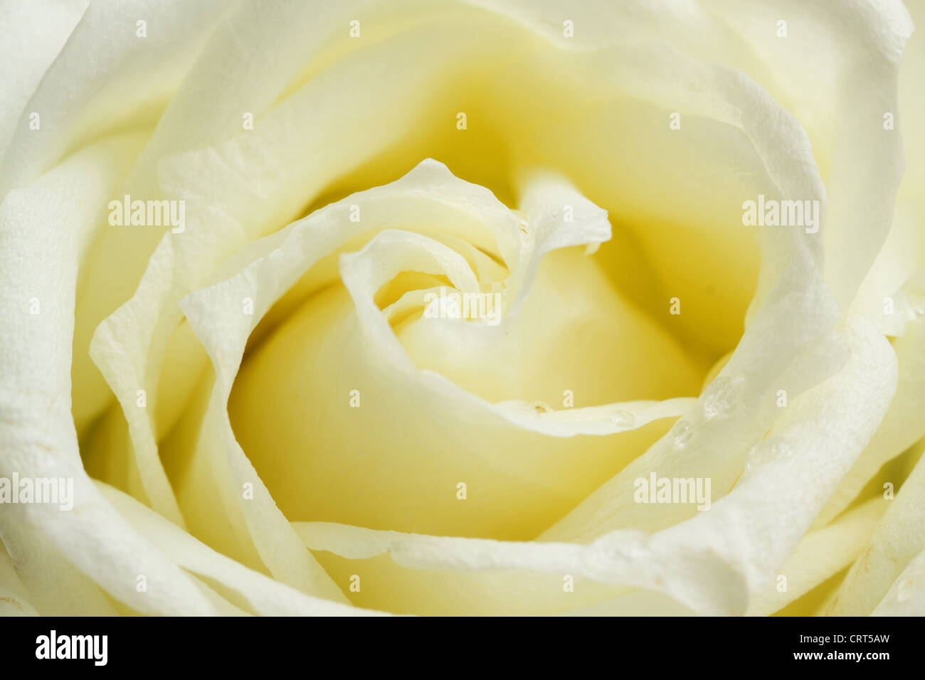 Beige rose close up Stock Photo - Alamy