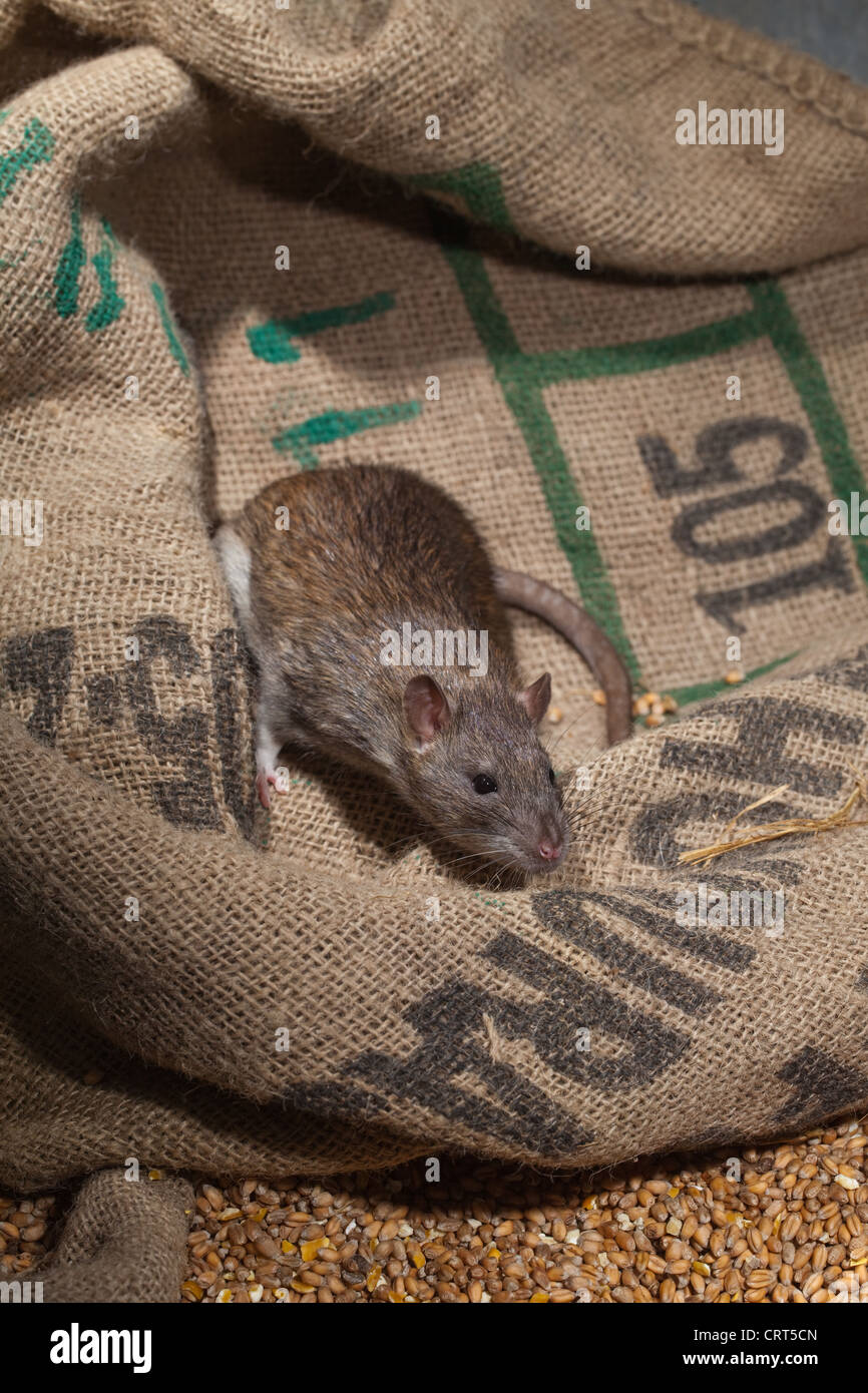 Brown Rat (Rattus norvegicus). Living amongst hessian bagged grain ...
