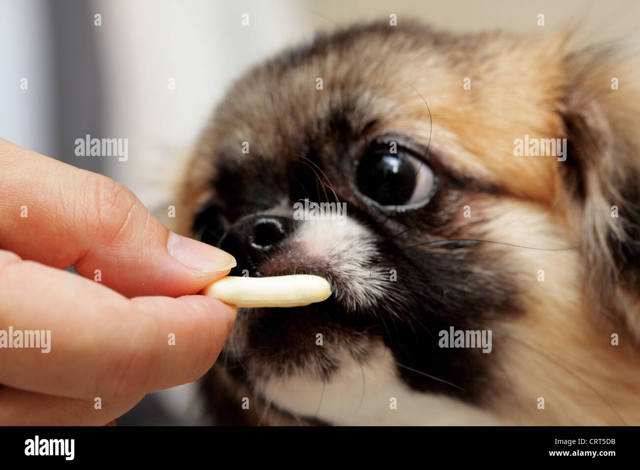 hand feeding dog , foucs on hand Stock Photo - Alamy