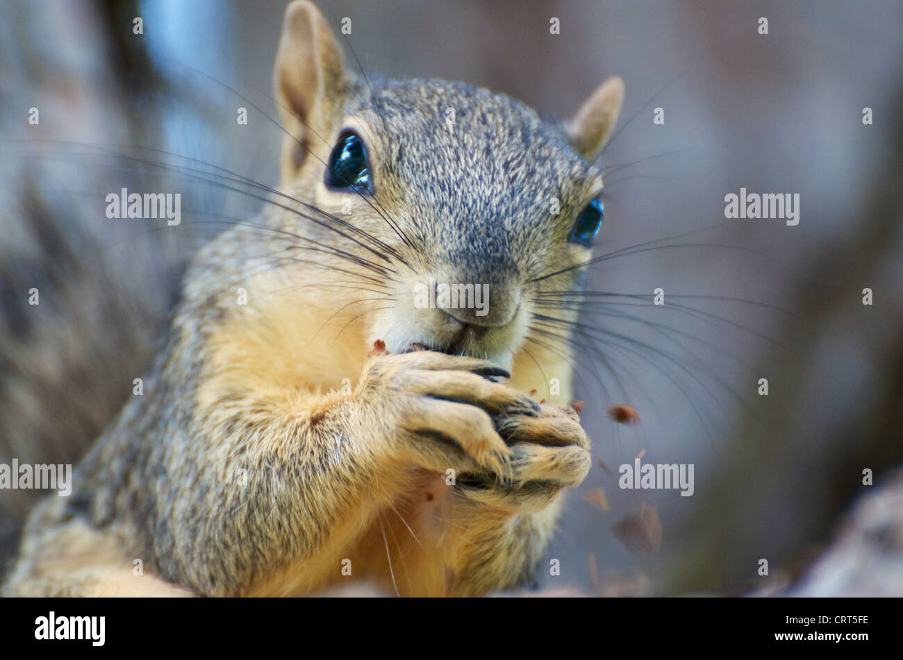 A close up of a squirrel snacking on a nut Stock Photo - Alamy