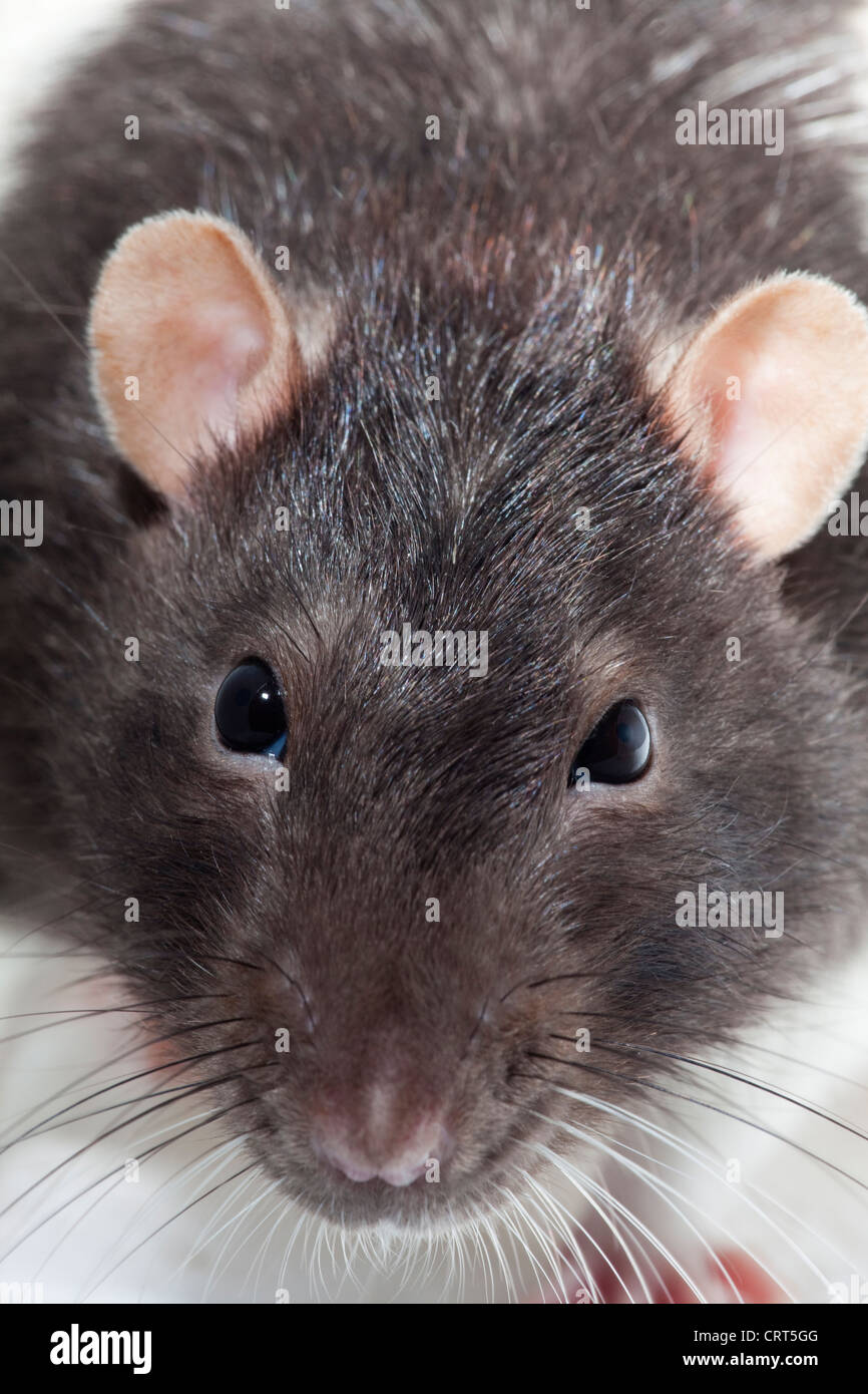 Hooded or Pied Rat (Rattus norvegicus). Domesticated form, bred for ...