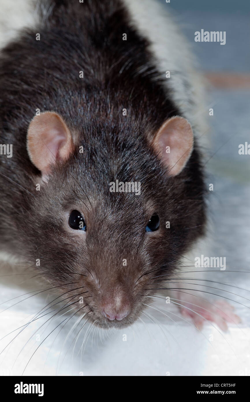 Hooded or Pied Rat (Rattus norvegicus). Domesticated form, bred for ...