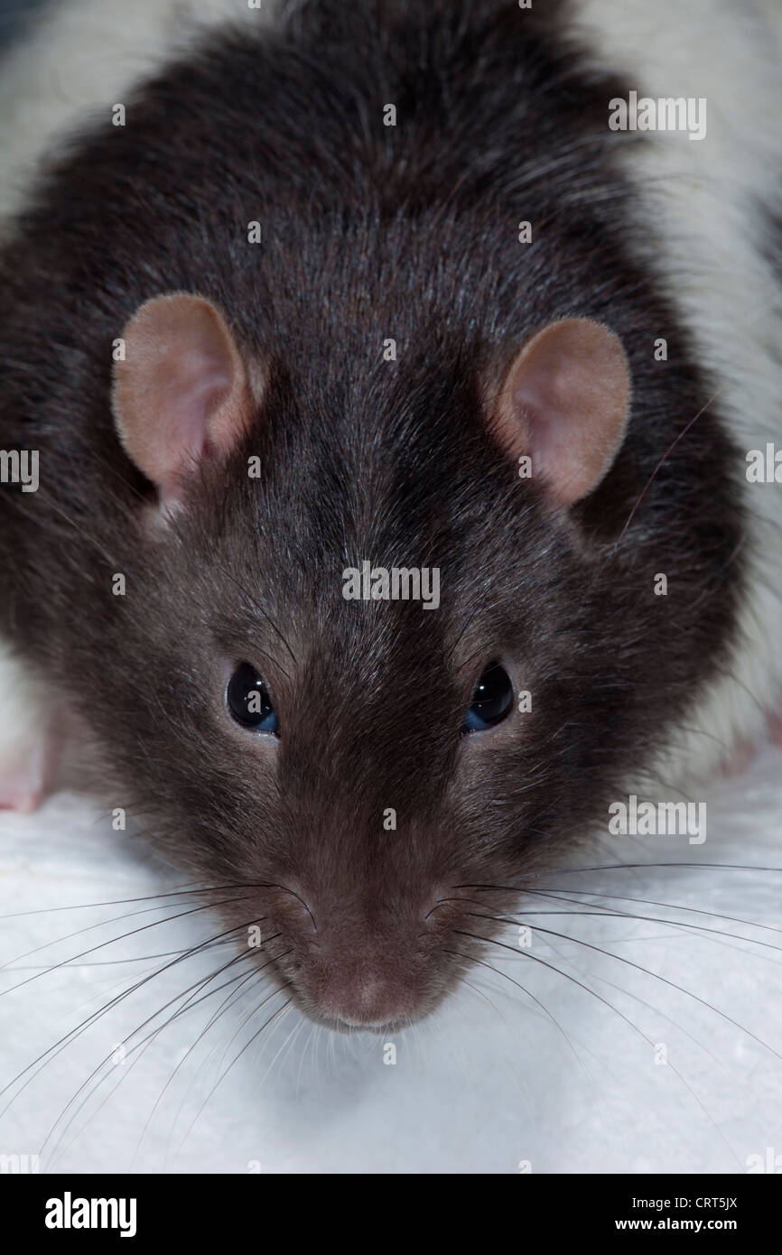 Hooded rat hi-res stock photography and images - Alamy
