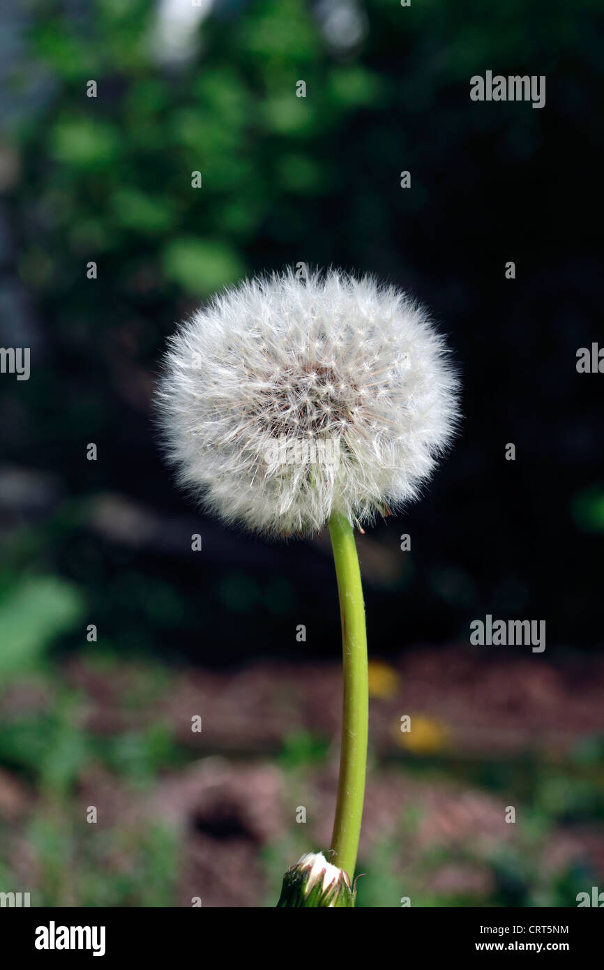 Dandelion Taraxacum officinale, The dandelion is a perennial ...