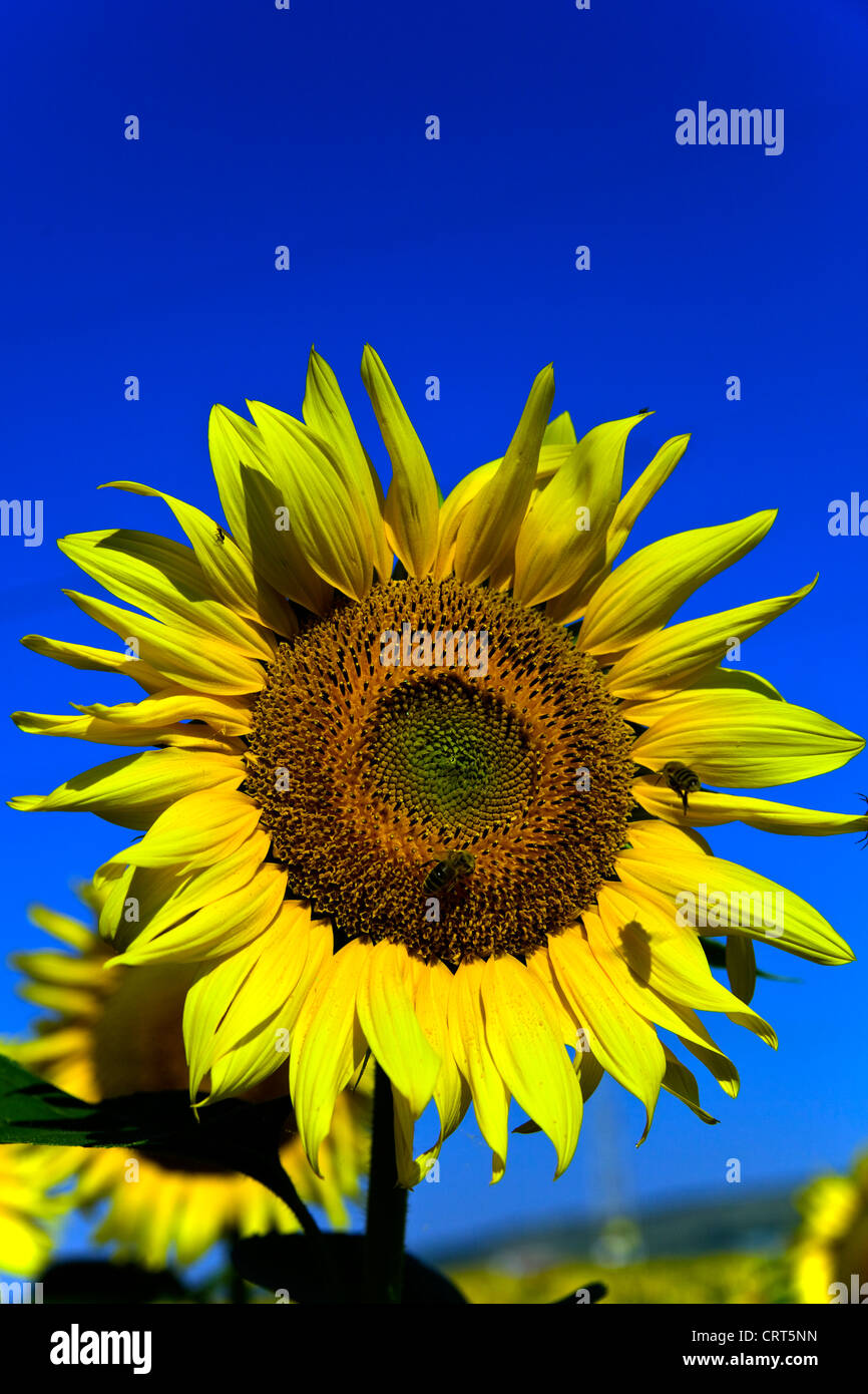Sunflower insects hi-res stock photography and images - Alamy