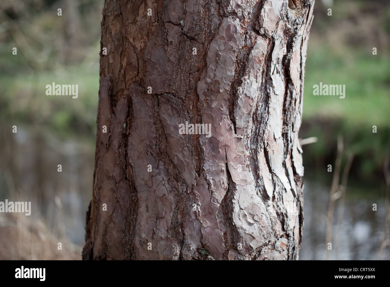 Scots Pine (Pinus sylvestris). Trunk and Bark. Norfolk, England Stock ...