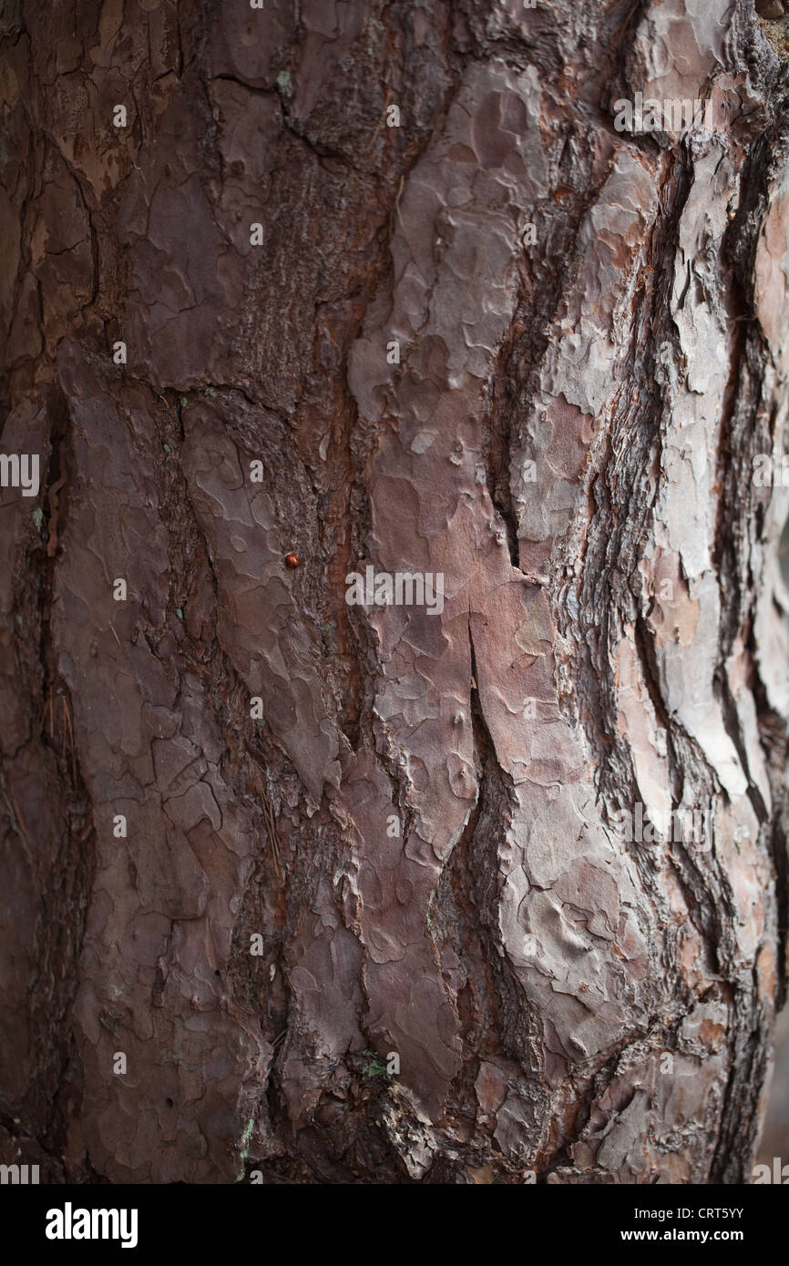 Scots firs hi-res stock photography and images - Alamy