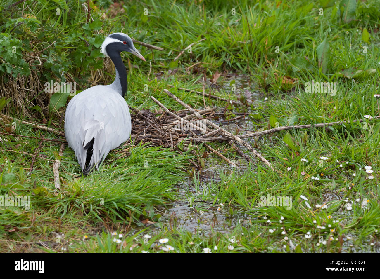 Demoiselle Crane (Anthropoides virgo). Incubating bird on nest as water ...