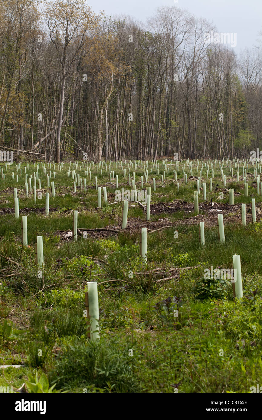 Hardwood planting, mostly Oak (Quercus robur). Land cleared of previous ...