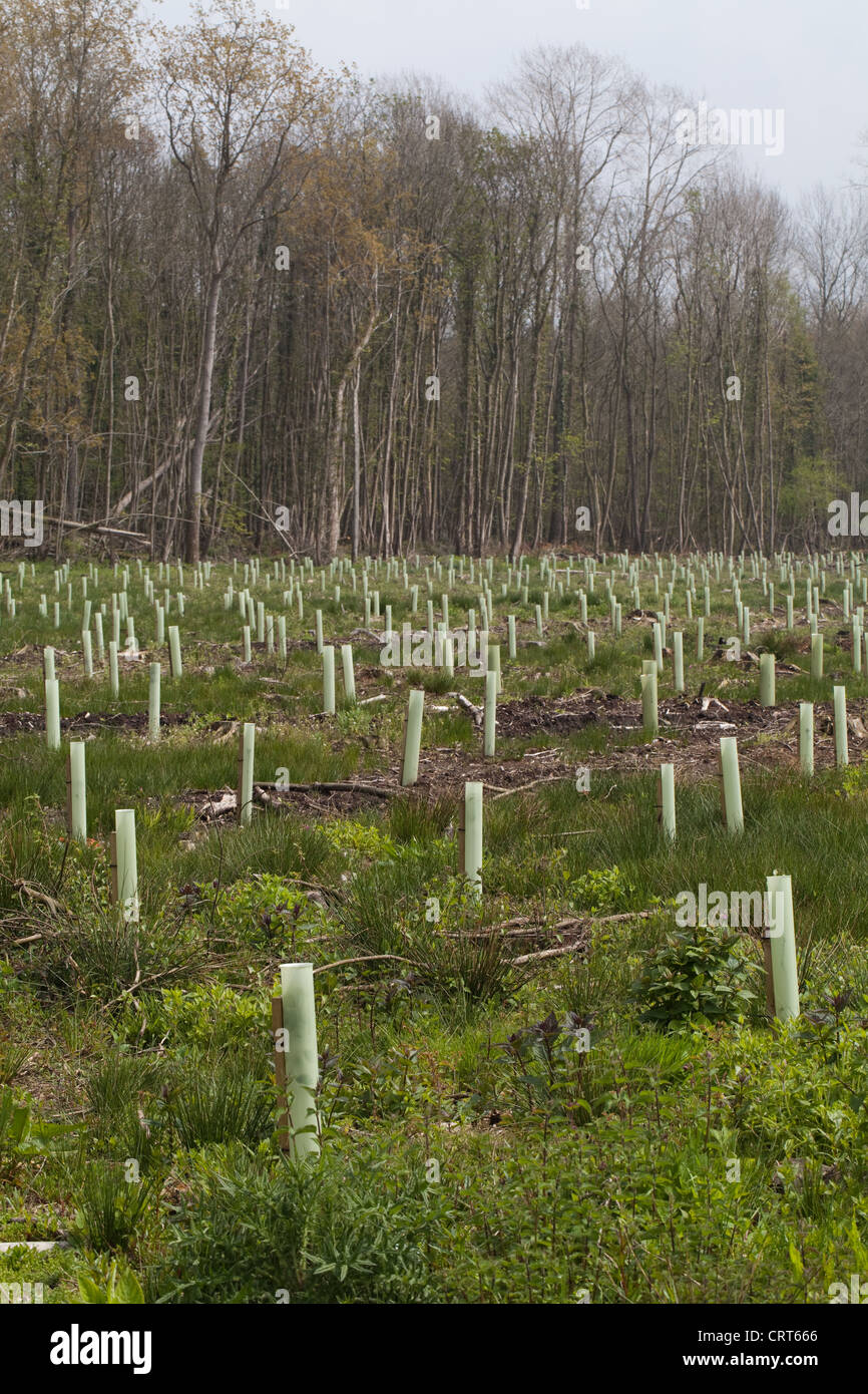 Oak (Quercus robur). Young trees, transplanted and protected by plastic ...