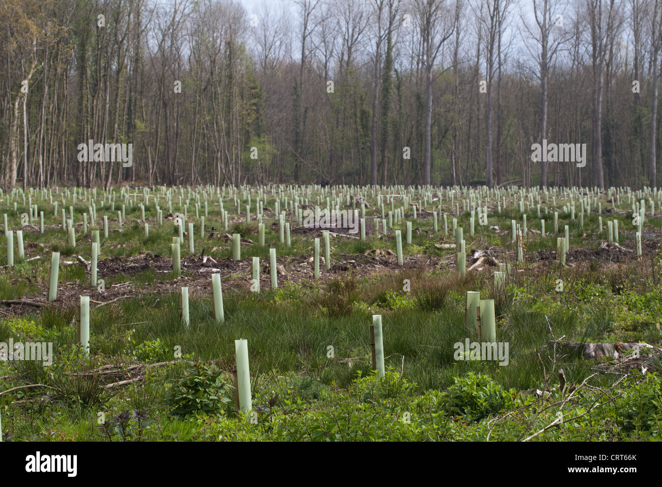 Oak (Quercus robur). Young trees, transplanted and protected by plastic ...
