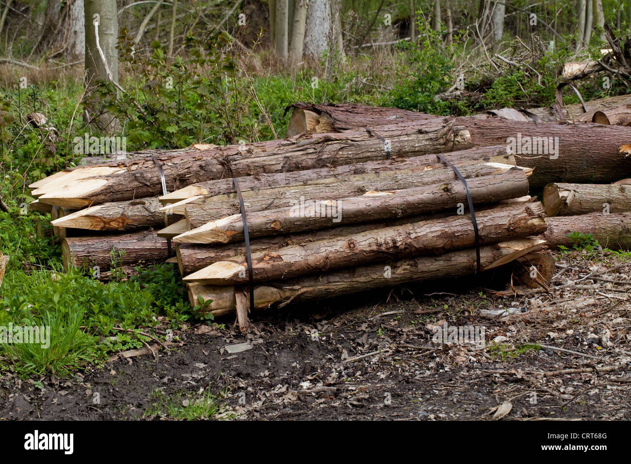 Felled forest tree thinnings cut into fencing posts. Bound by metal ...