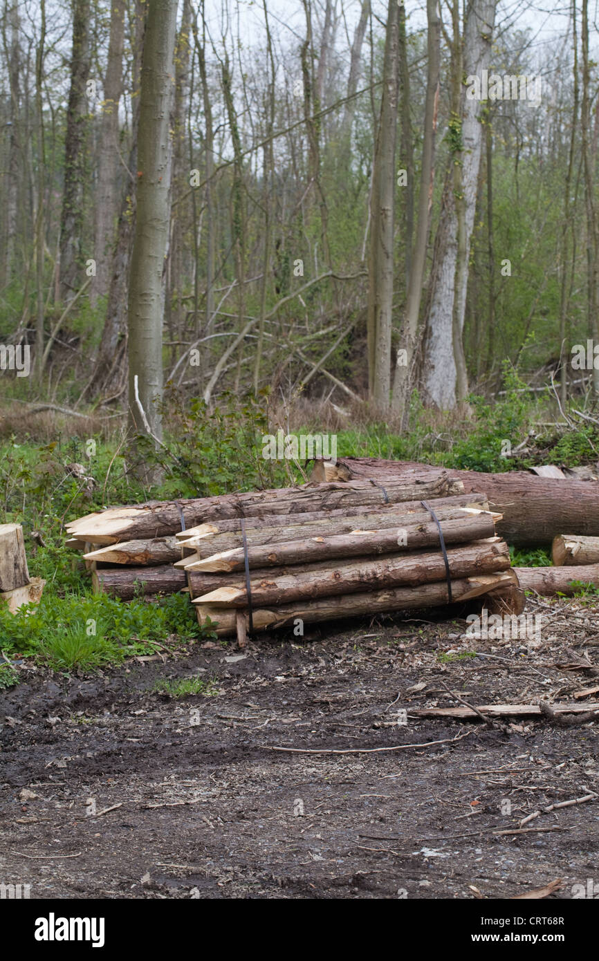 Felled forest hi-res stock photography and images - Alamy