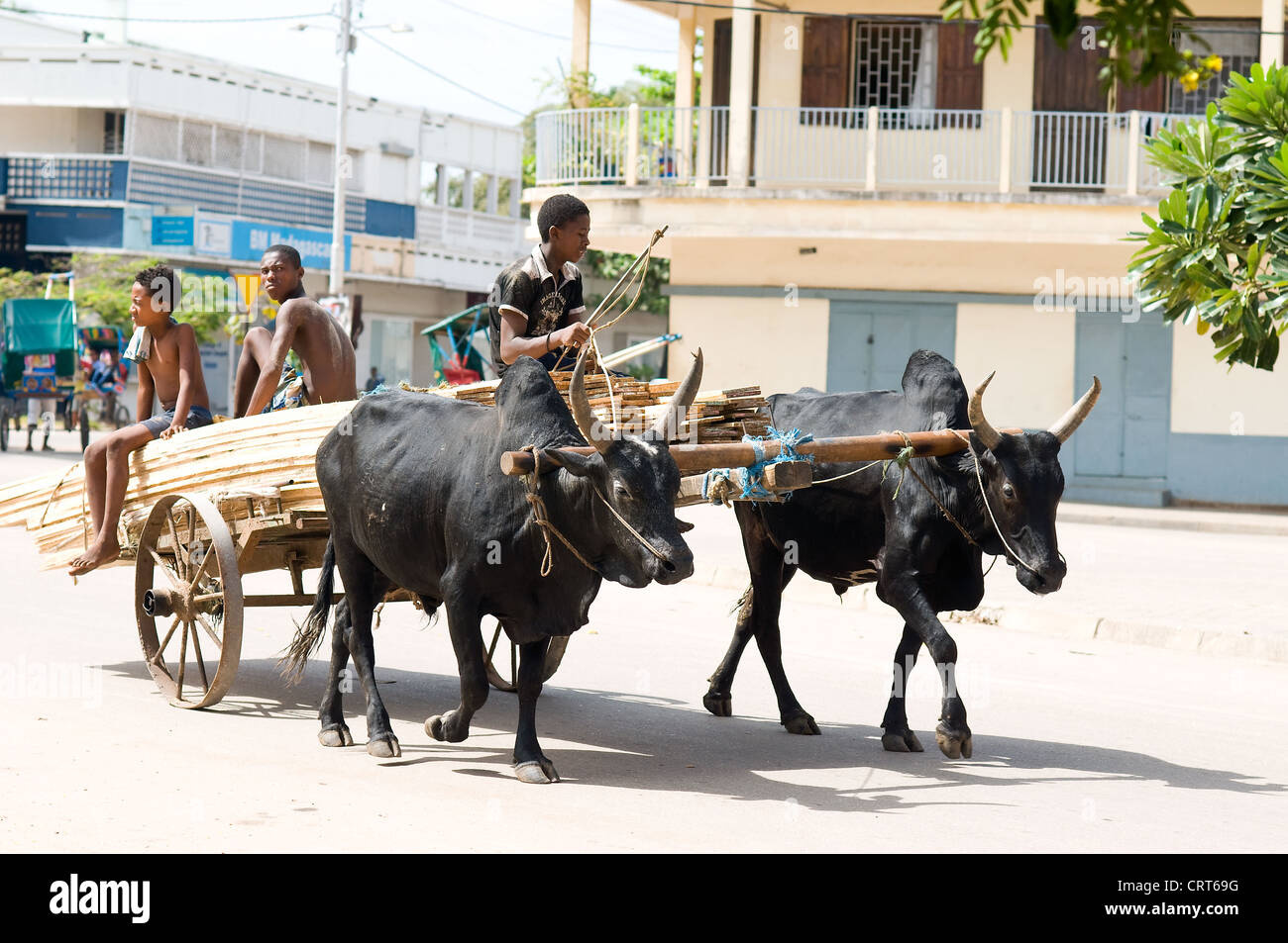 Bullock dray, Mahajanga, Madagascar Stock Photo - Alamy