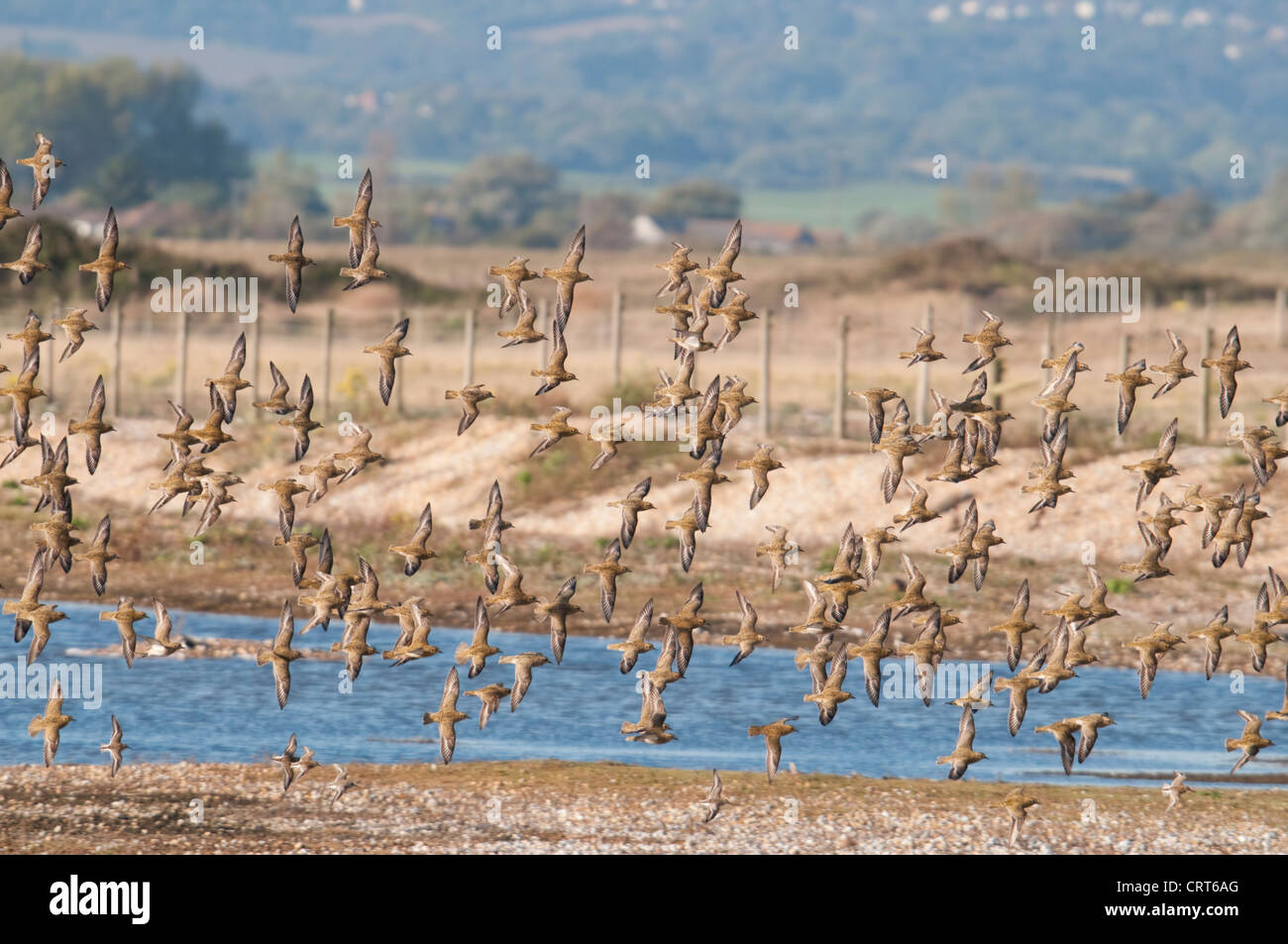 A flock of Golden Plover taking flight, Rye Harbour, Sussex, UK Stock ...