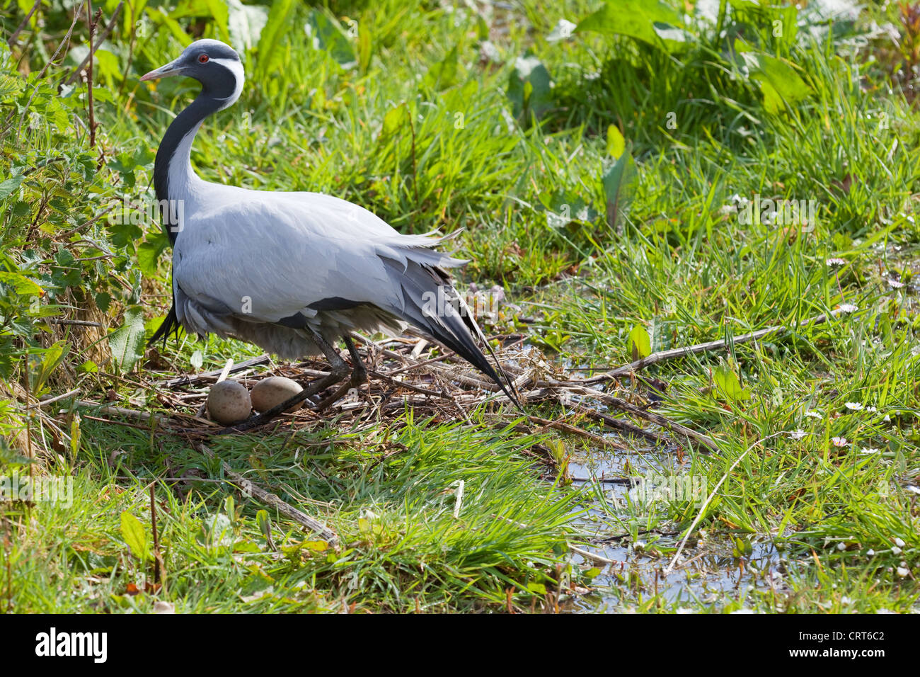 Demoiselle Crane (Anthropoides virgo). Bird about to re-settle on nest ...