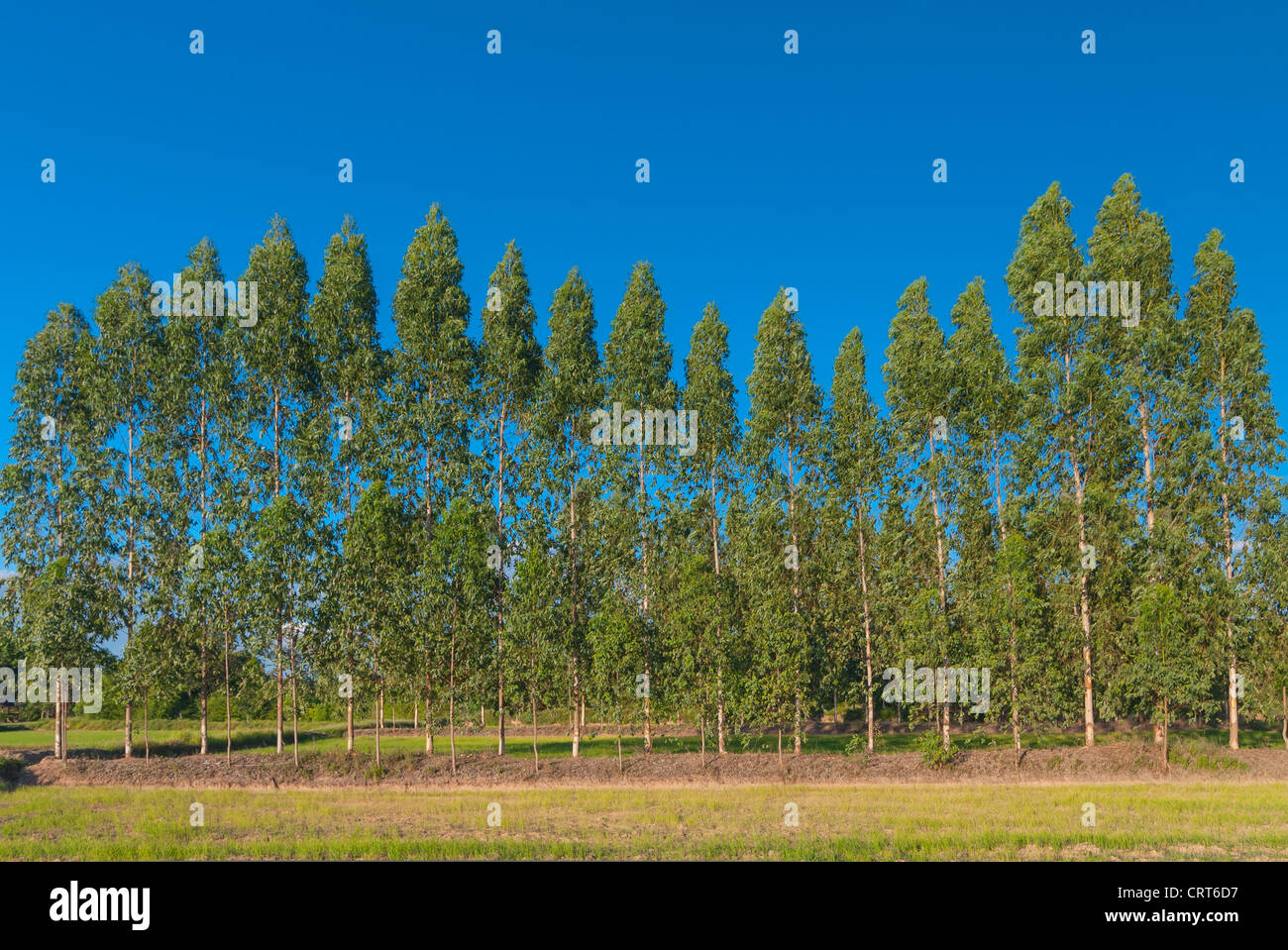 in the Eucalyptus forest Stock Photo - Alamy