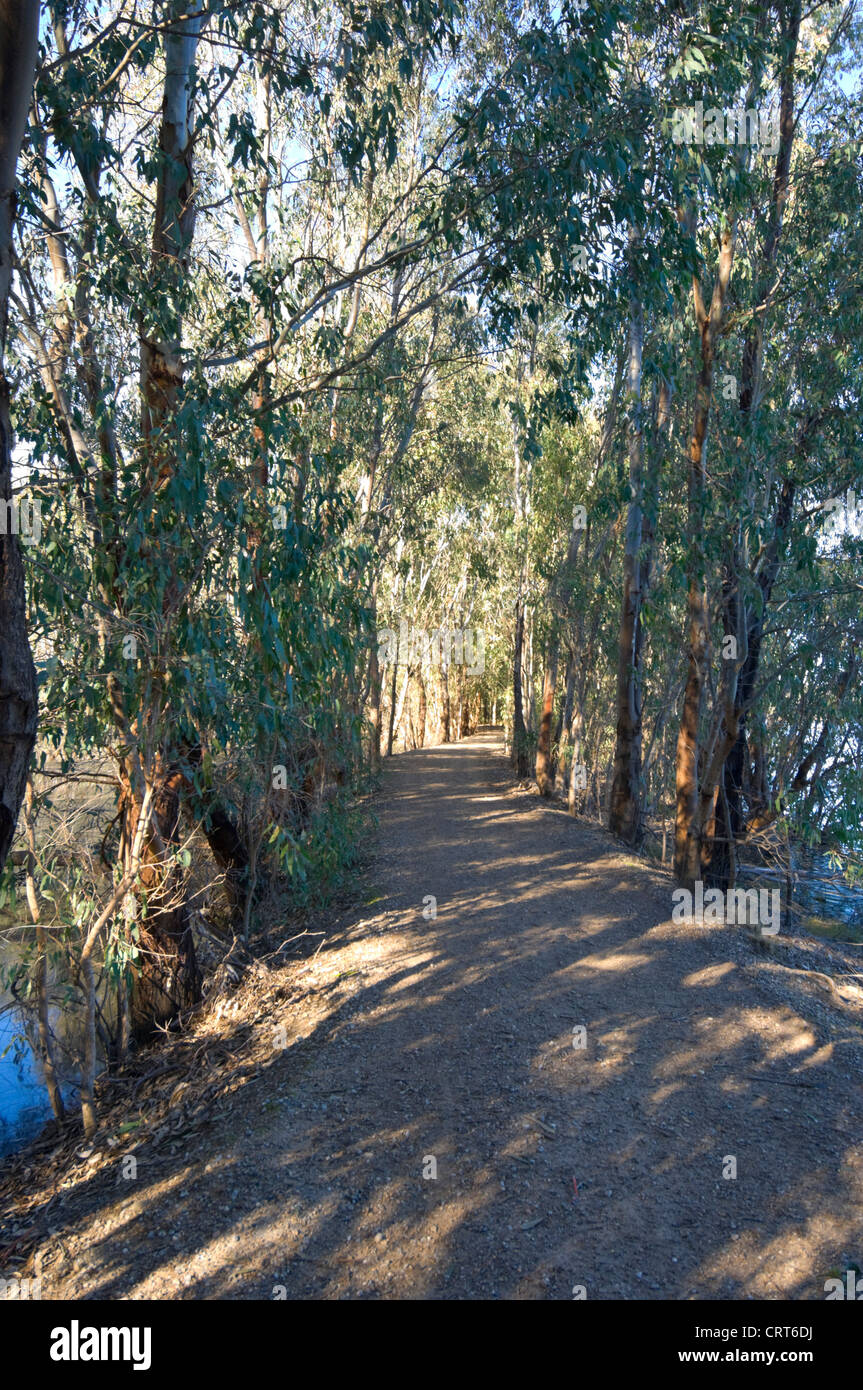 Walking Trail between Lagoons, Wonga Wetlands, Albury, New South Wales ...