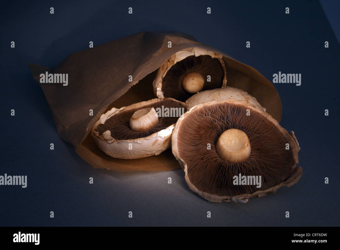 Large fungi hi-res stock photography and images - Alamy