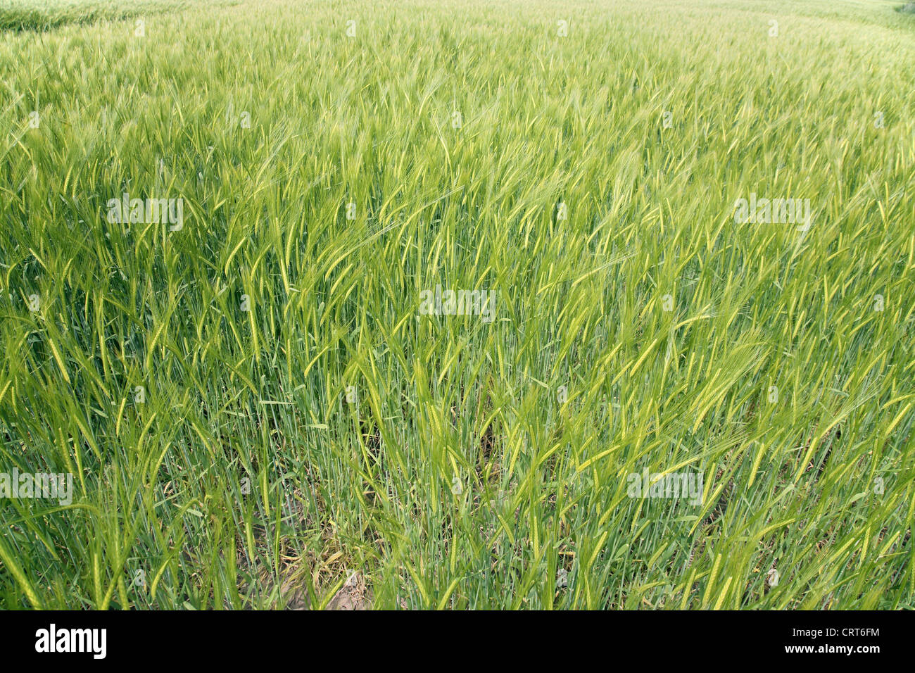 Young wheat field Stock Photo - Alamy
