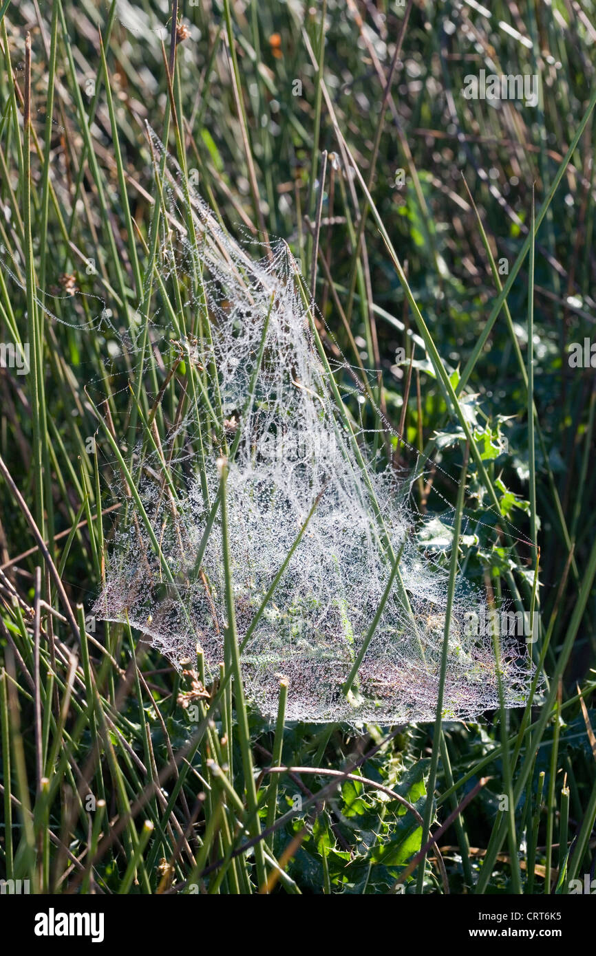 Spider Webs On Bushes
