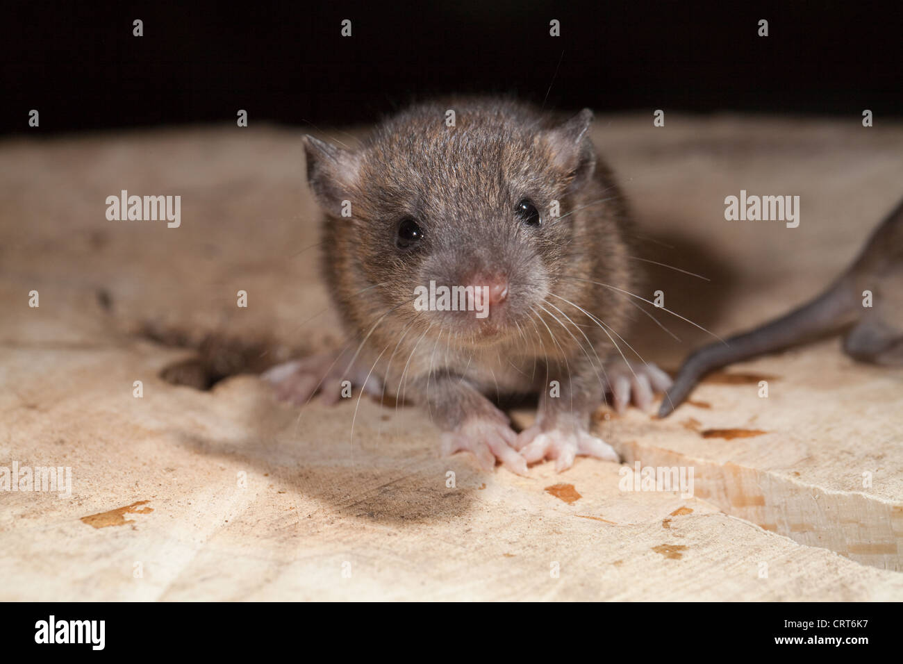 Brown Rat (Rattus norvegicus). Young 'pup' estimated 16 days of age ...