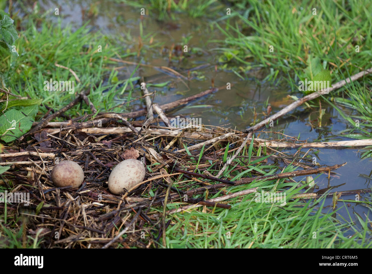 Nesting crane at nest hi-res stock photography and images - Alamy