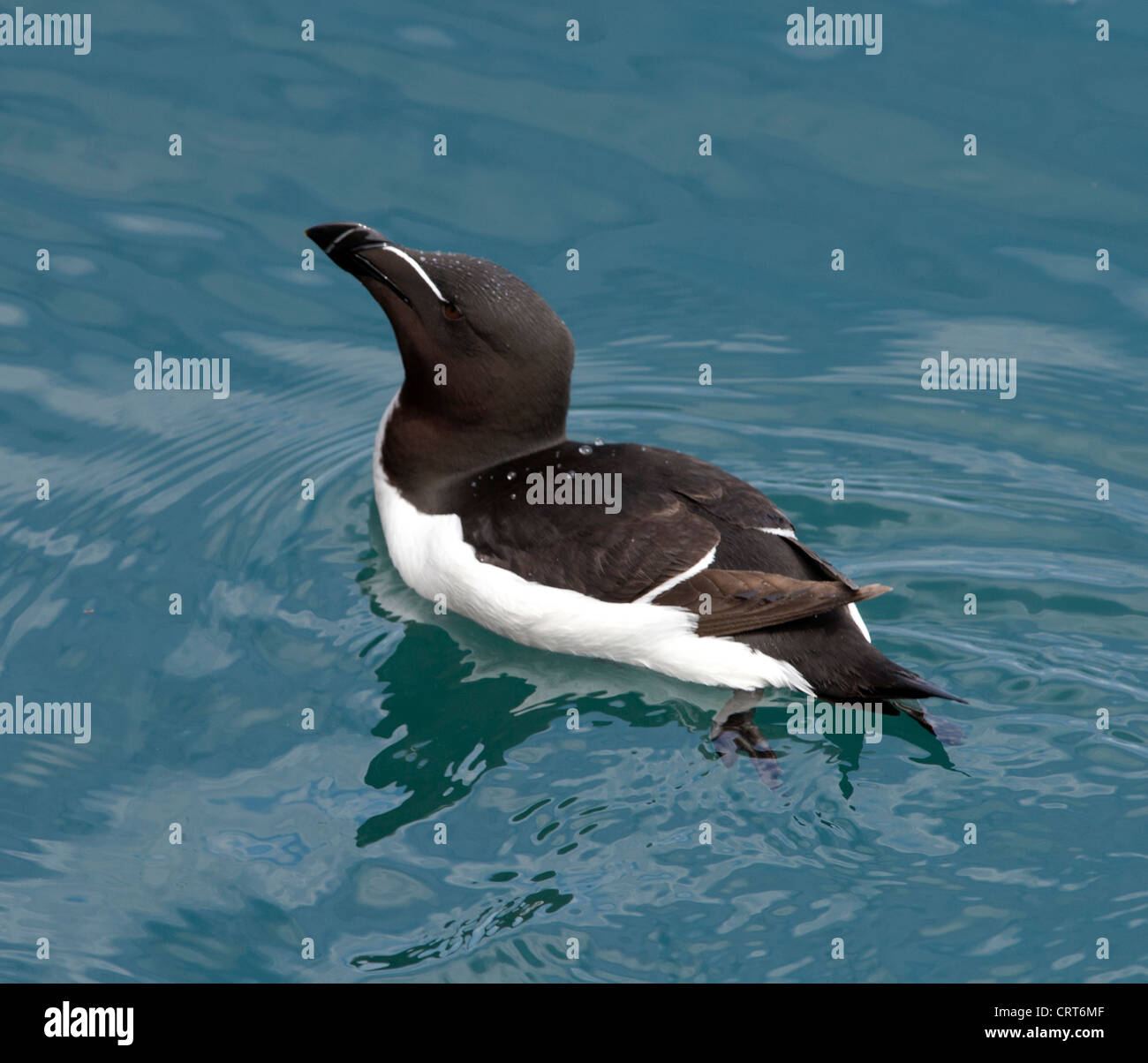 Razor sharp beak hi-res stock photography and images - Alamy