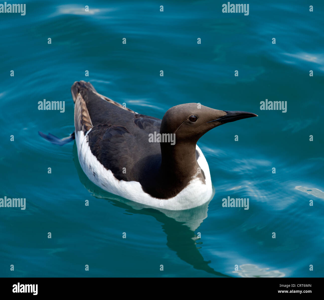 Razorbill swimming hi-res stock photography and images - Alamy