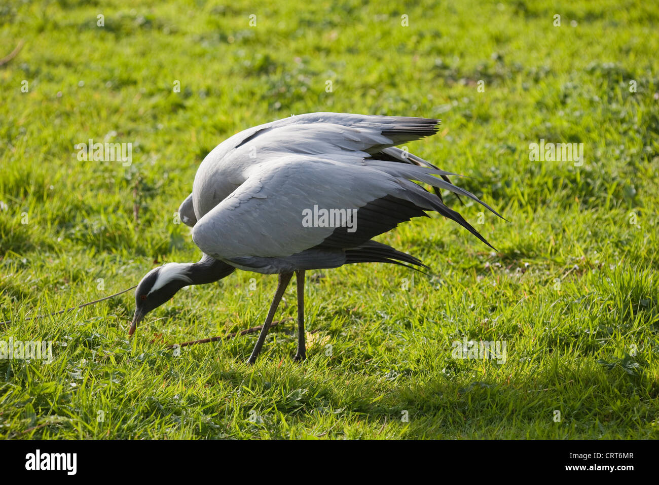 Bird broken wing display hi-res stock photography and images - Alamy