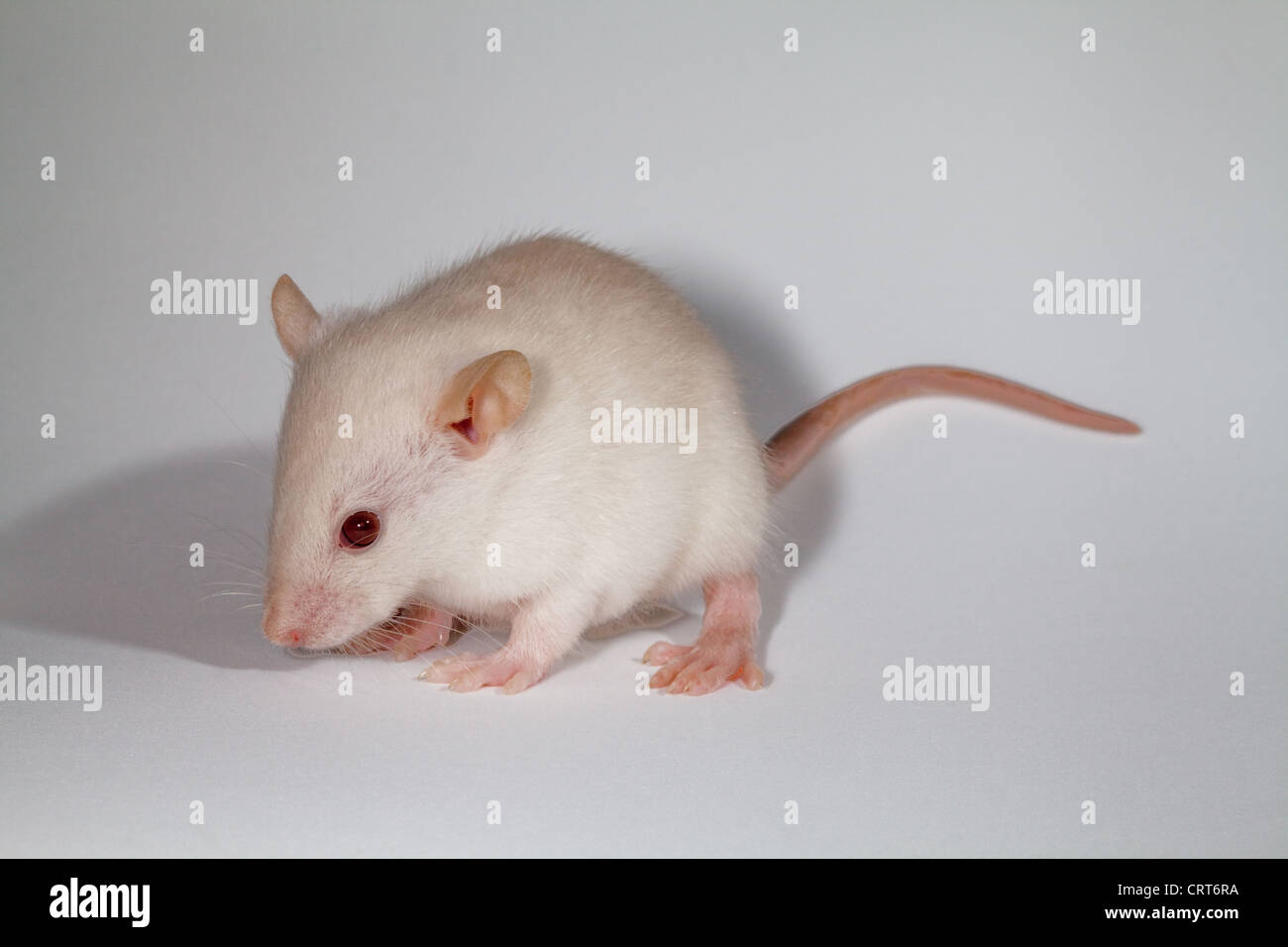 Young White Rat (Rattus norvegicus). Albino. Lacking pigmentation in ...