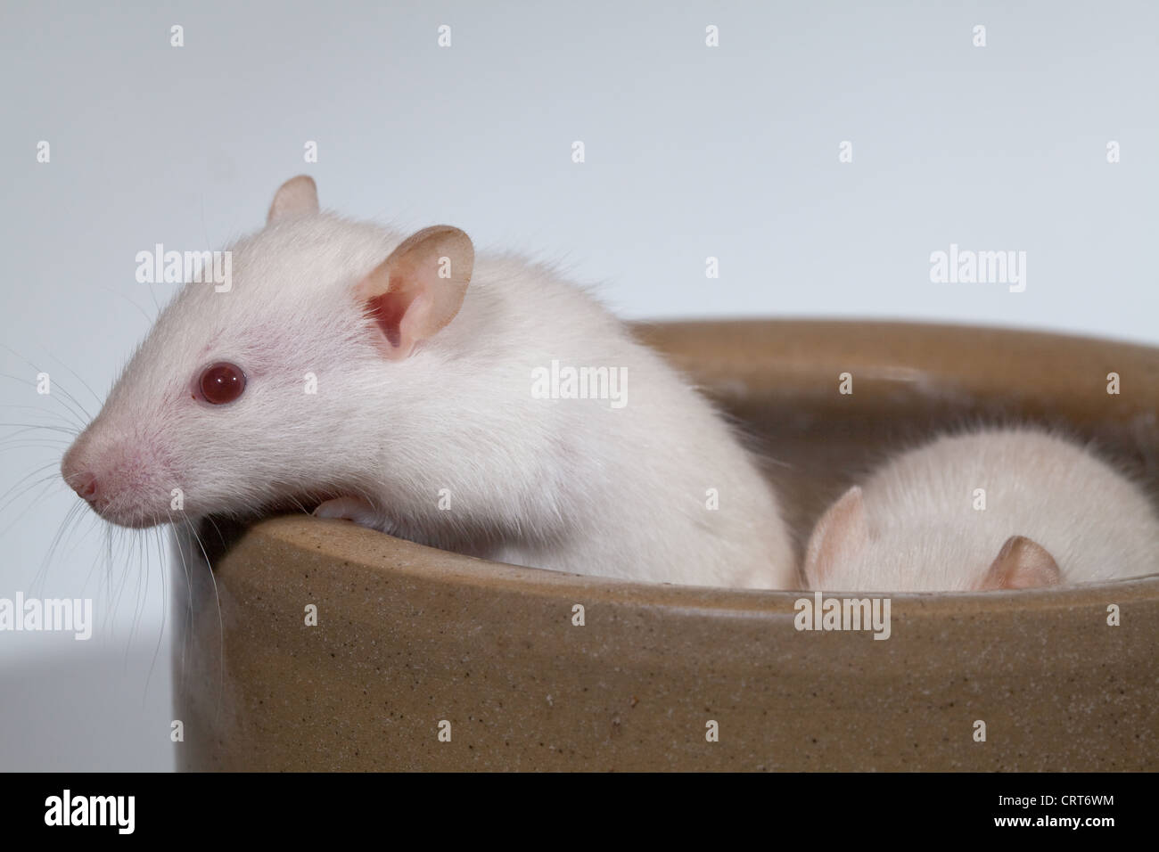 Young White Rat (Rattus norvegicus). Albino. Lacking pigmentation in ...