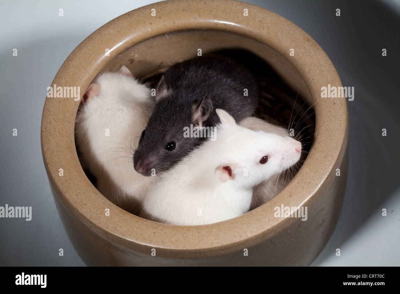 Tame young Rats (Rattus norvegicus). Albino or white siblings - with ...