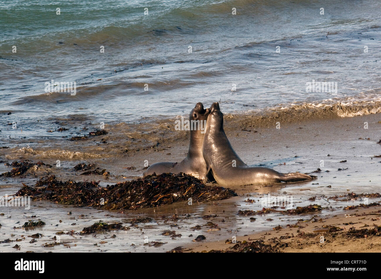 Two point seals hi-res stock photography and images - Alamy
