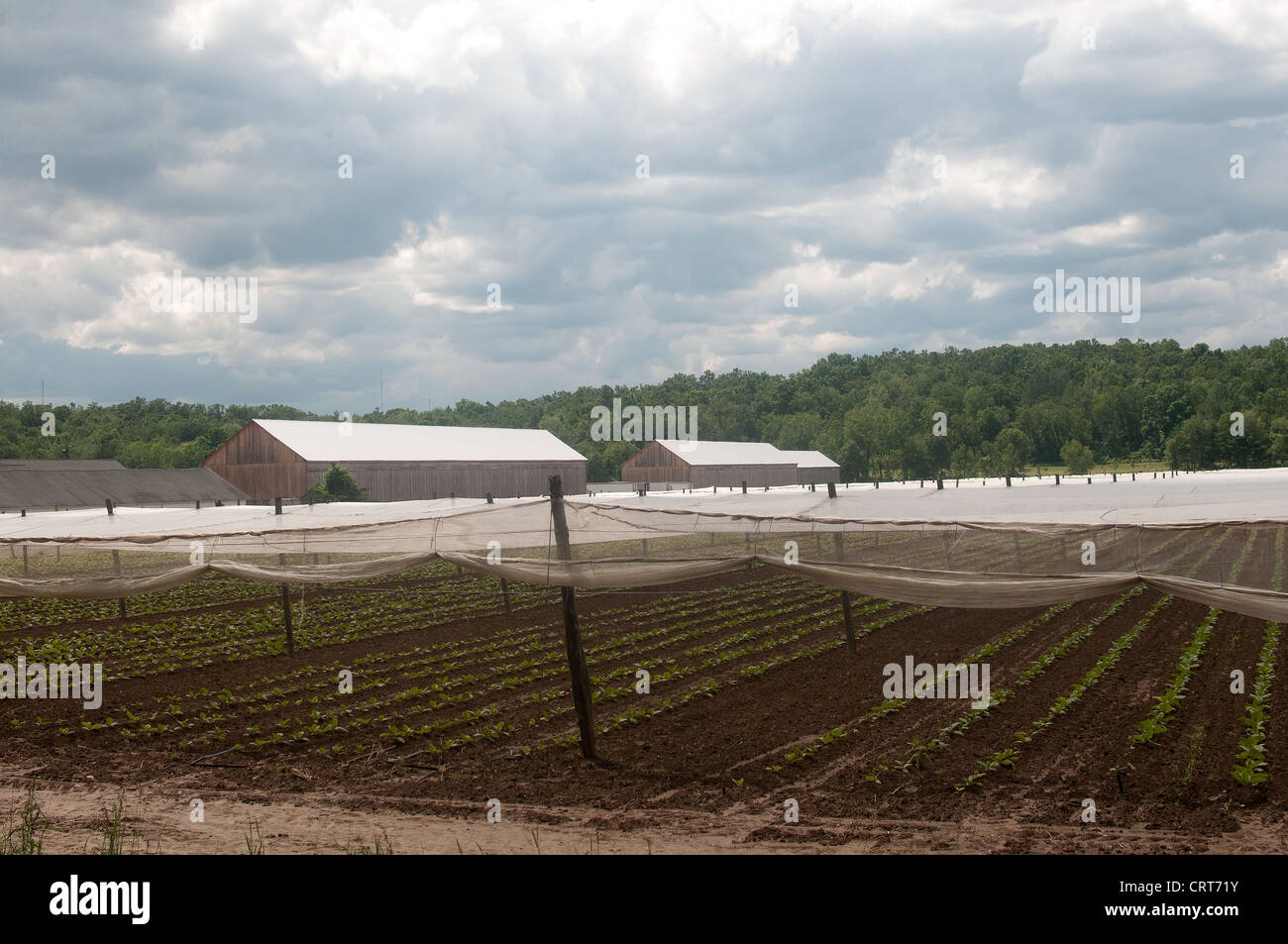 Shade tobacco field in Connecticut Stock Photo - Alamy
