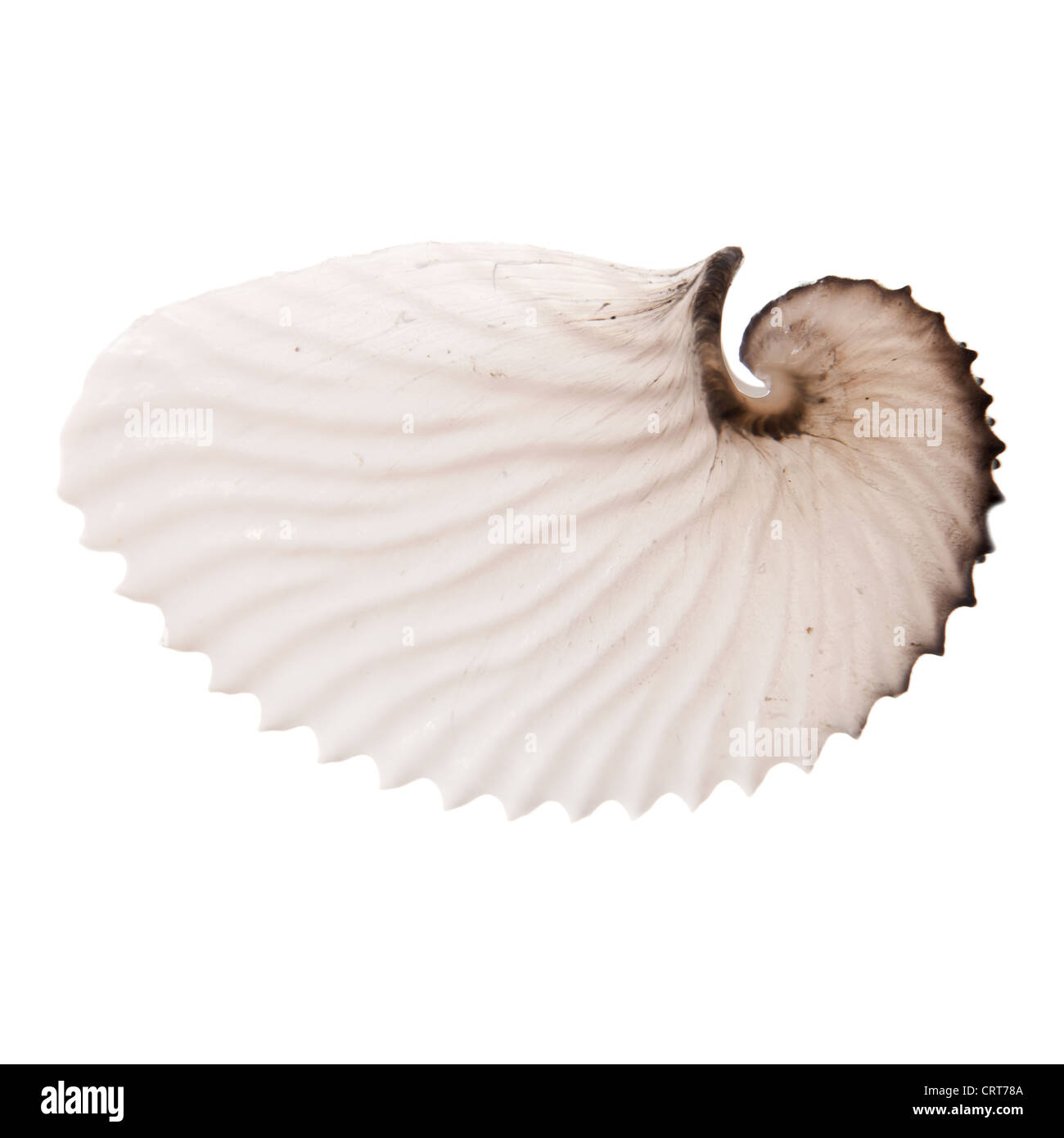 Paper nautilus hi-res stock photography and images - Alamy