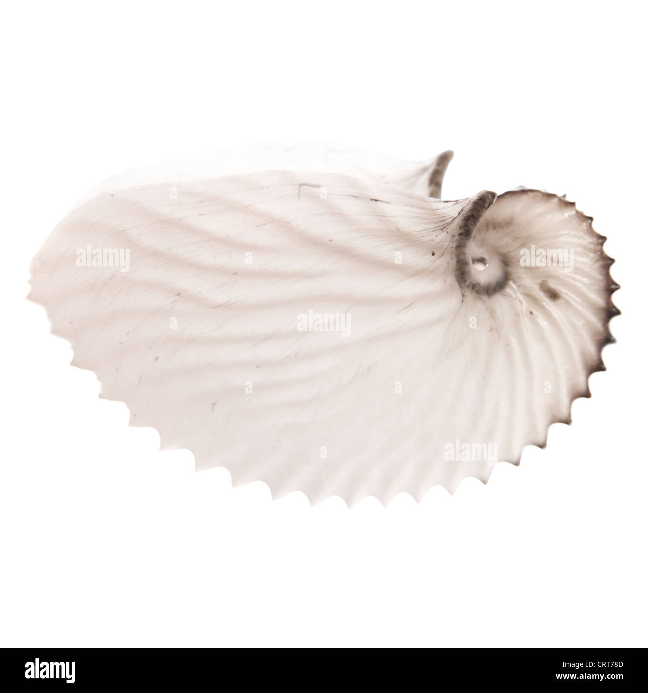 empty octopus (Argonauts, or paper nautiluses) shell isolated on white ...