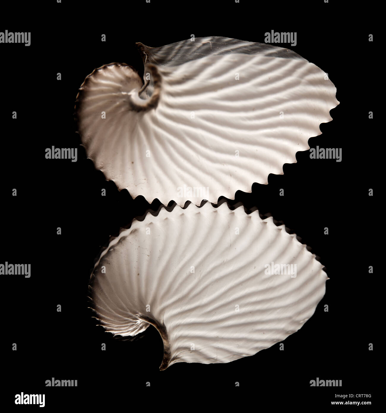 Argonaut octopus hi-res stock photography and images - Alamy