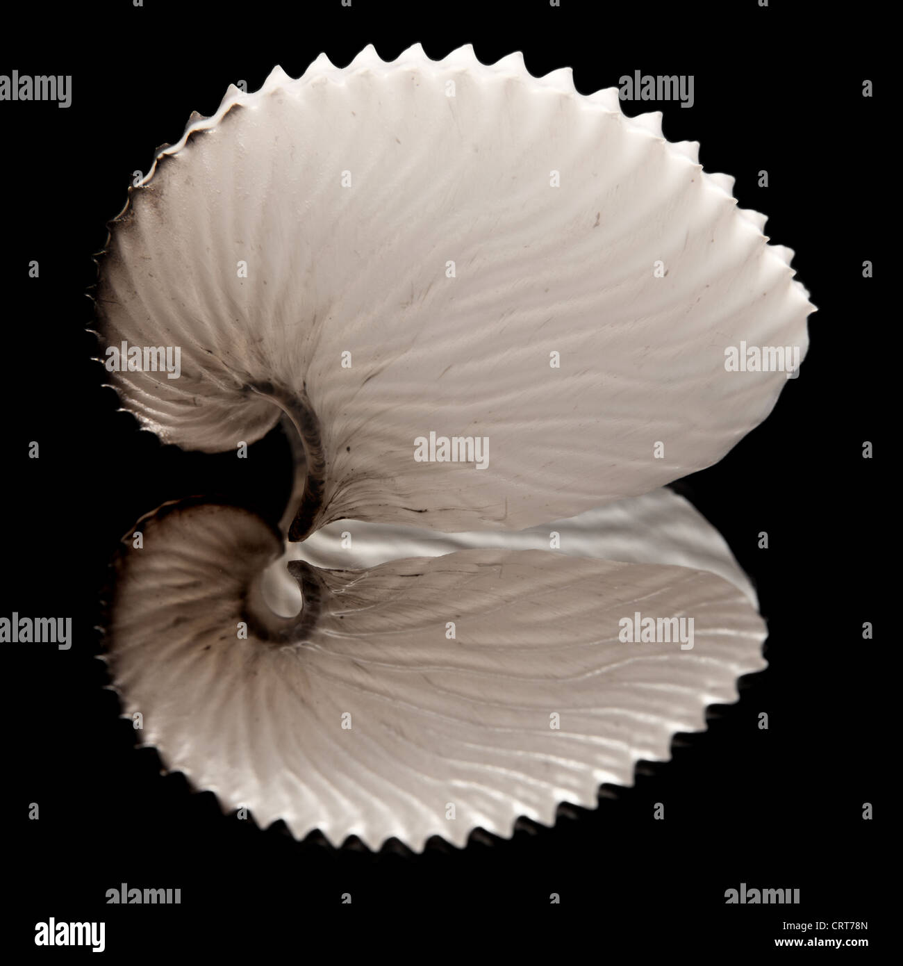 Argonaut octopus hi-res stock photography and images - Alamy