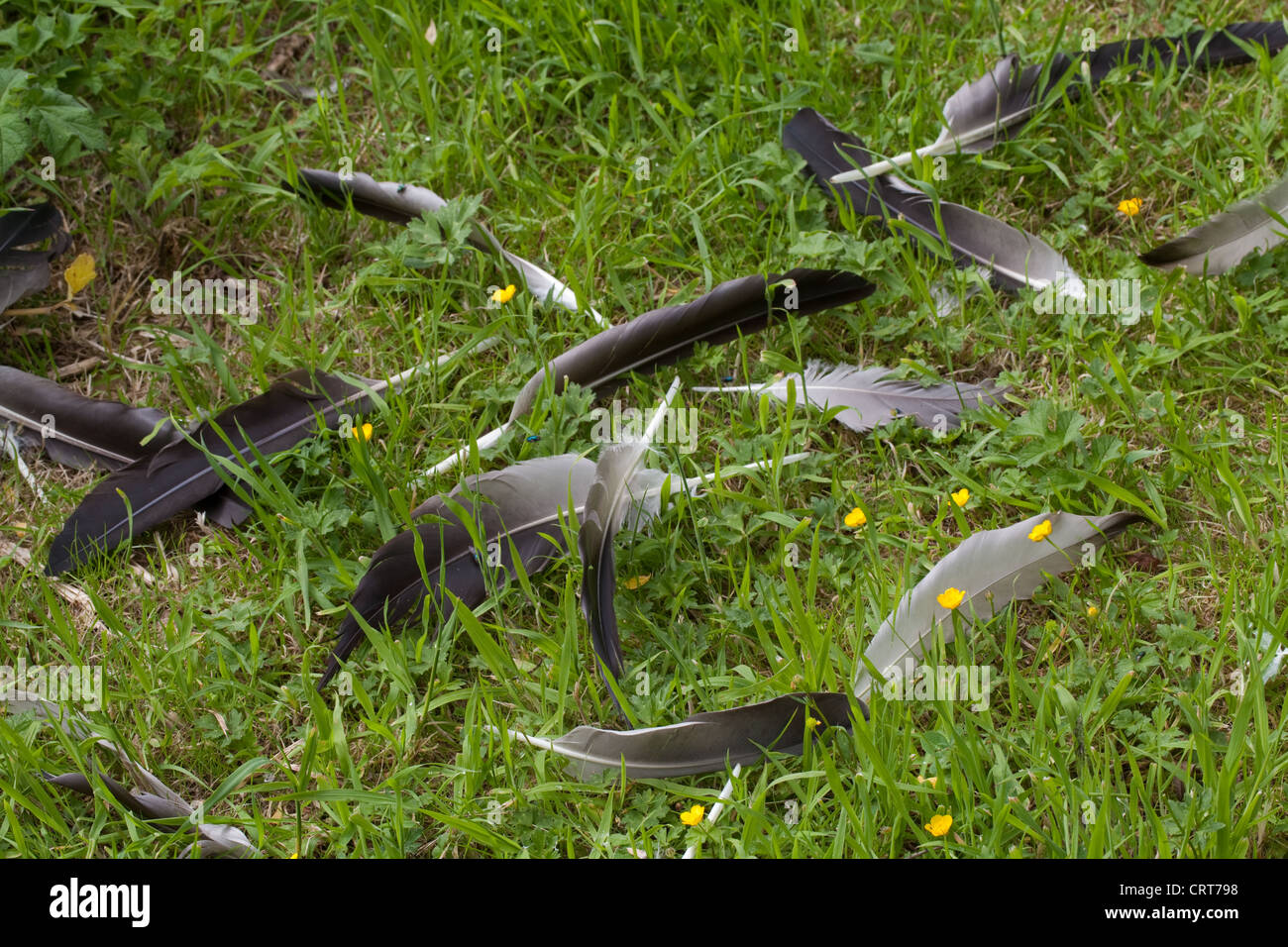 Common or Eurasian Crane (Grus grus). Primary, secondary, tertiary ...