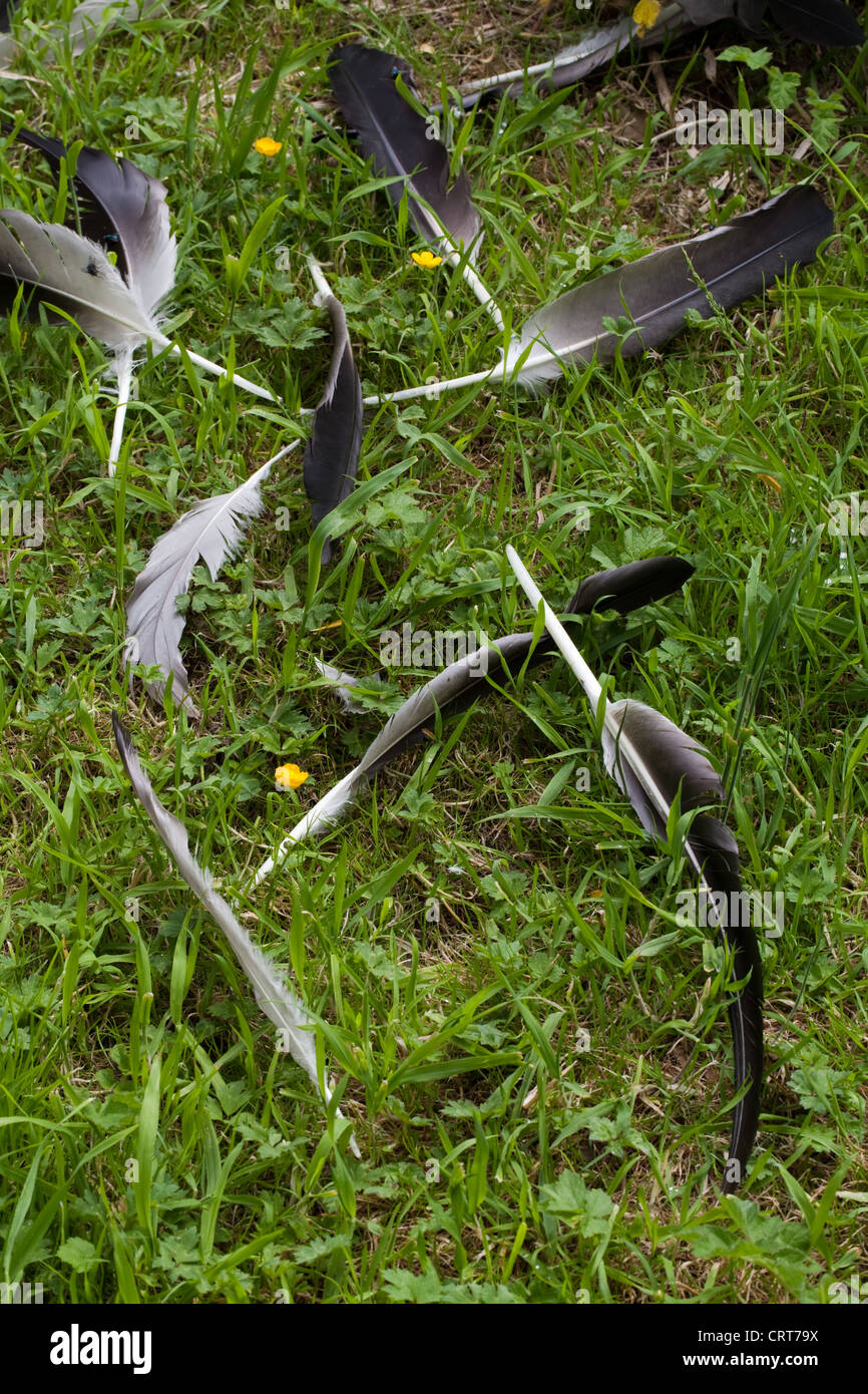 Secondary and tertiary wing feathers hi-res stock photography and ...